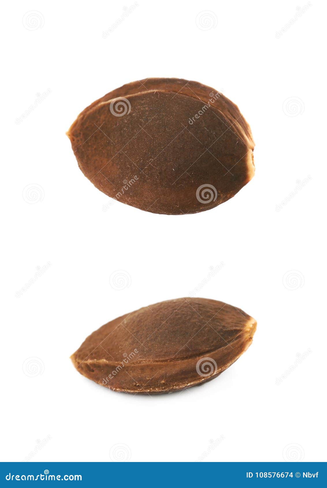 Plum pit isolated stock photo. Image of plum, plant - 108576674