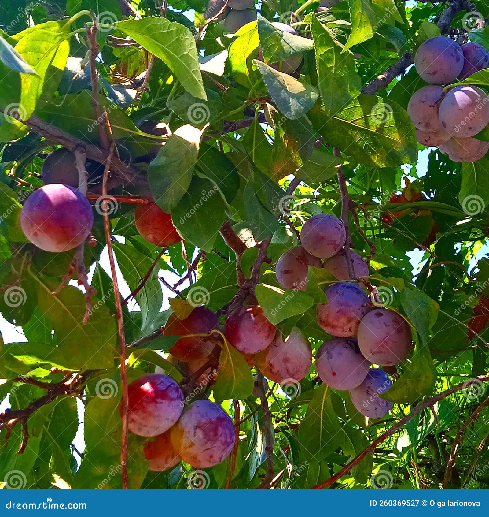 Plum Plants Grow in the Garden. Stock Image - Image of food, branch ...