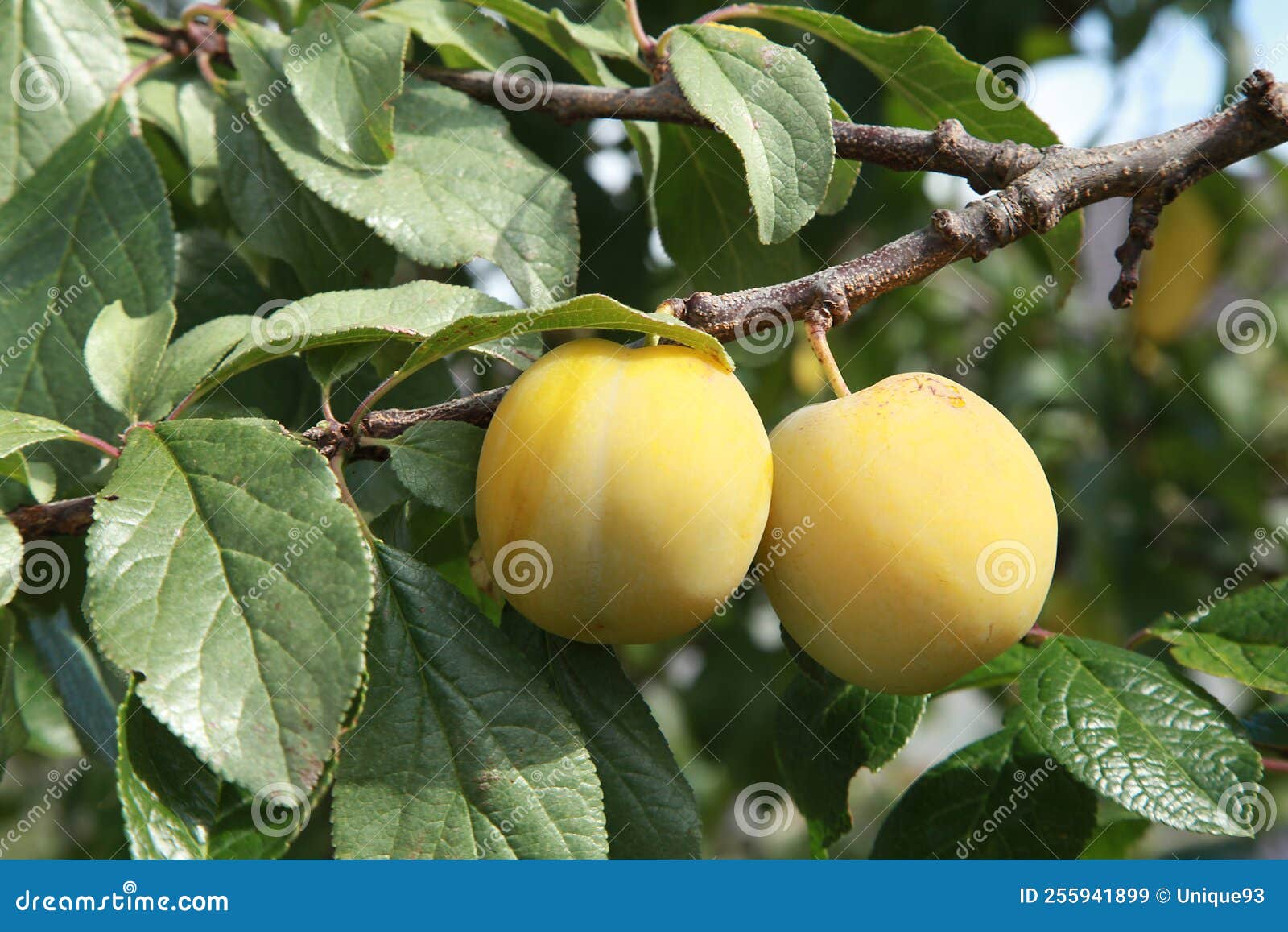 Plum Queen Claude Golden Yellow in the Tree Stock Image - Image of tree ...