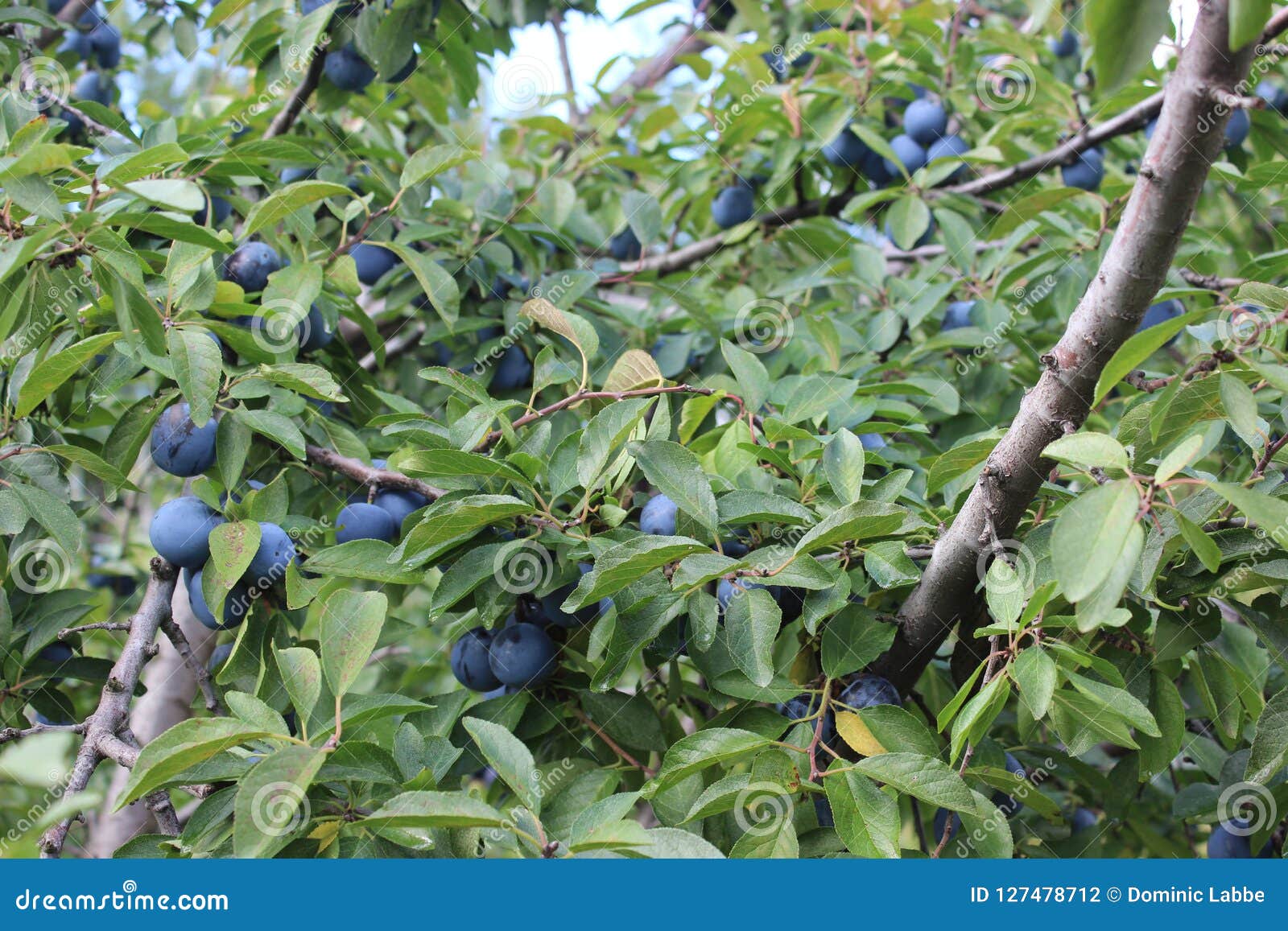Plums stock photo. Image of plums, summer, ready, harvest - 127478712
