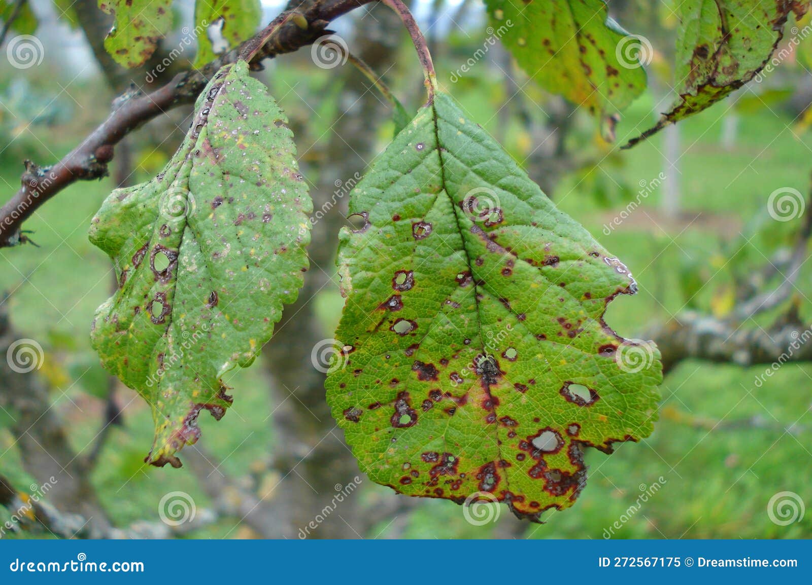 Plum Rust Disease on a Leaves in the Orchard Stock Image - Image of ...