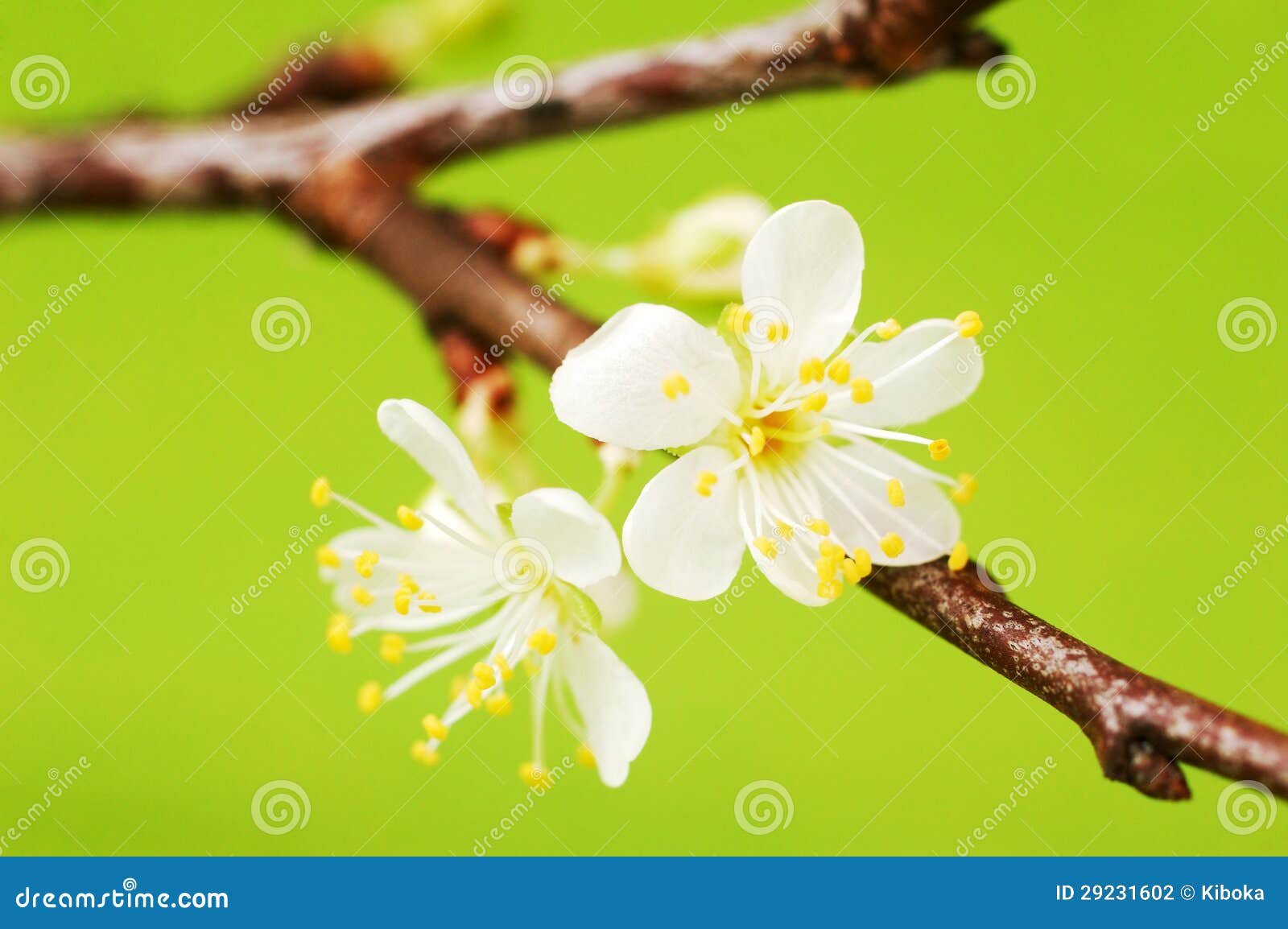 Plum s flower stock photo. Image of beauty, nature, petal - 29231602