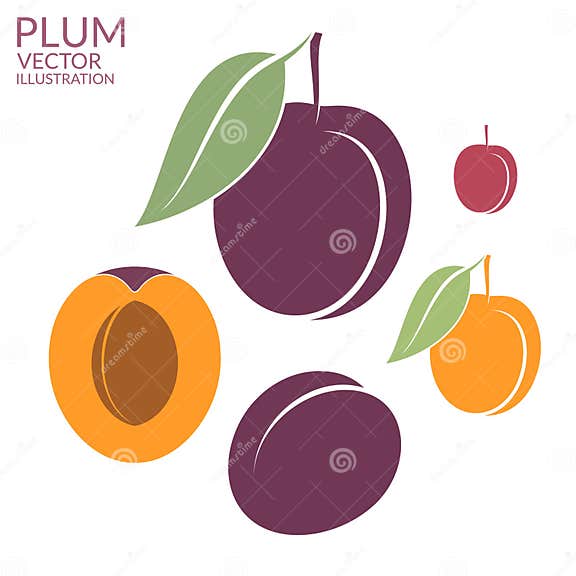 Plum. Set stock vector. Illustration of vector, greengrocer - 54541318
