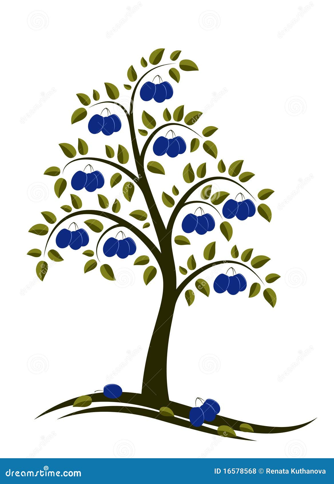 Plum tree stock vector. Illustration of harvest, foliage - 16578568