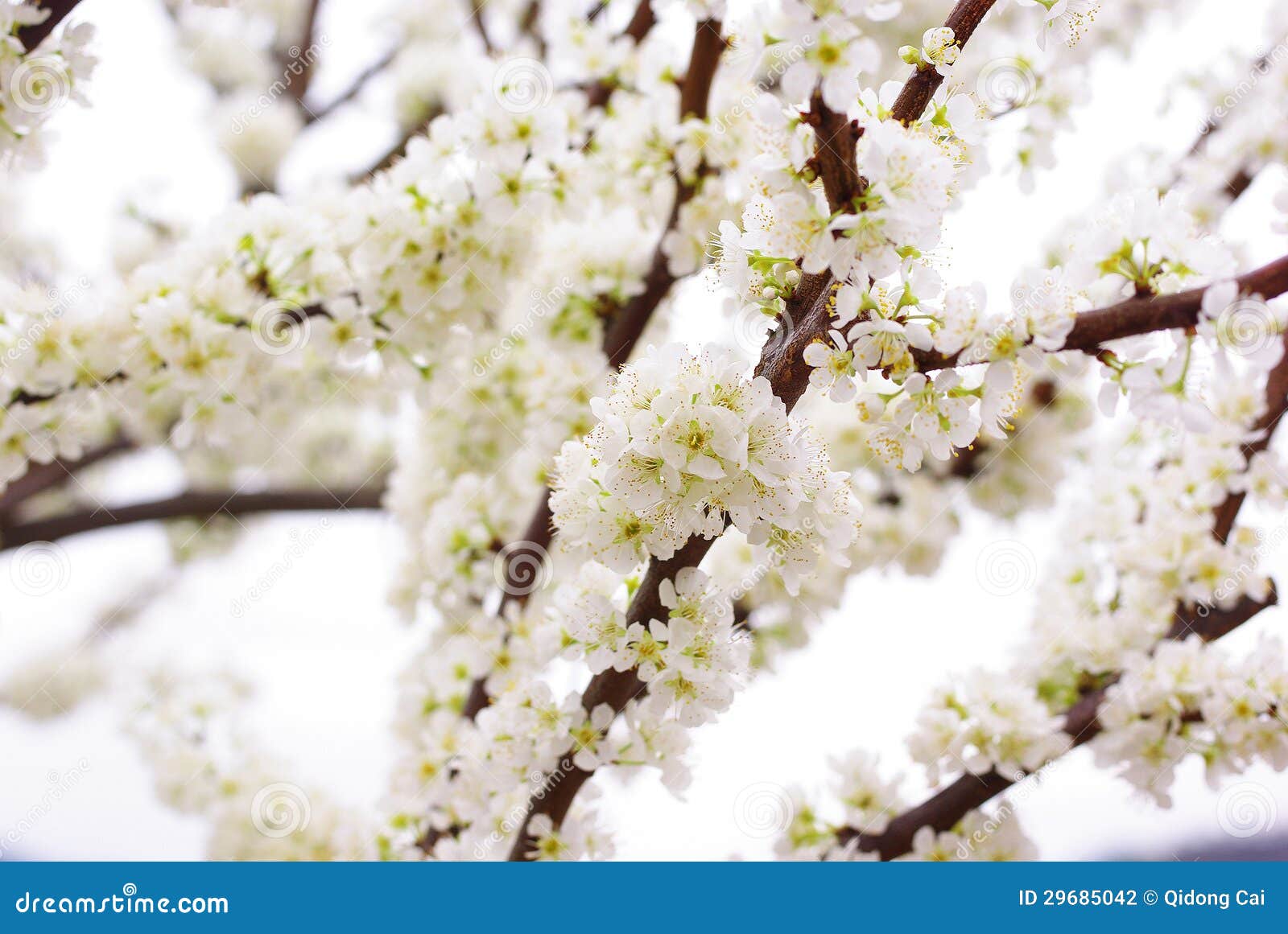 Plum tree stock photo. Image of close, flower, white - 29685042