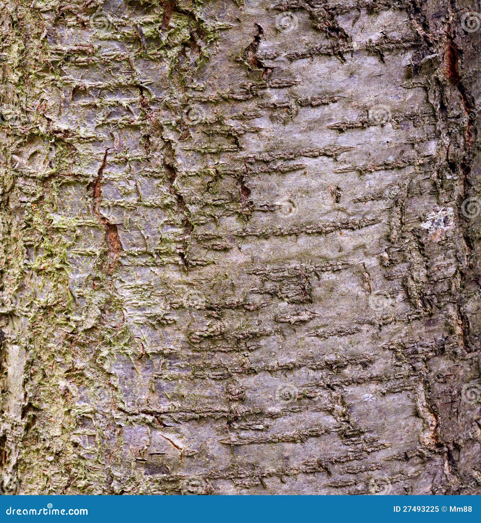 Plum tree bark stock image. Image of copy, trunk, bark - 27493225
