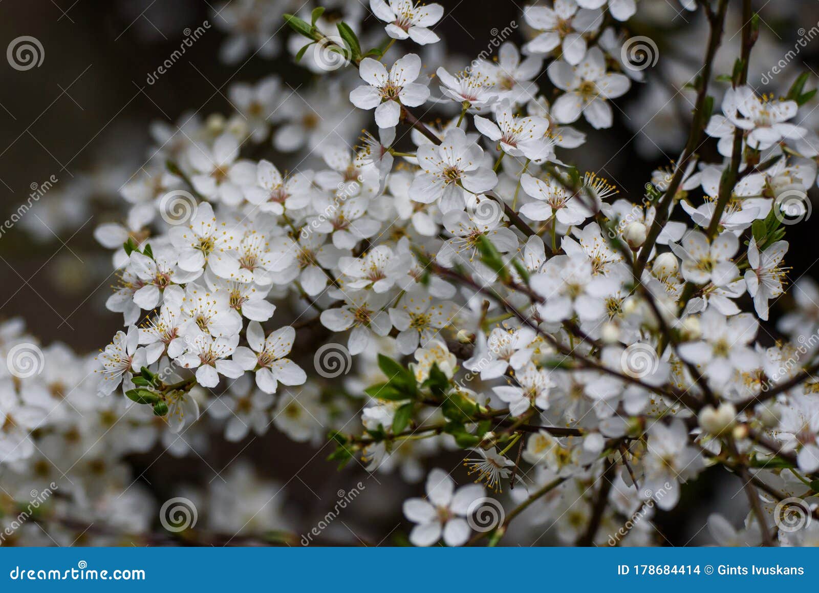 Plum Tree Blooming in Garden. Plum Tree Blossoms Stock Photo - Image of ...
