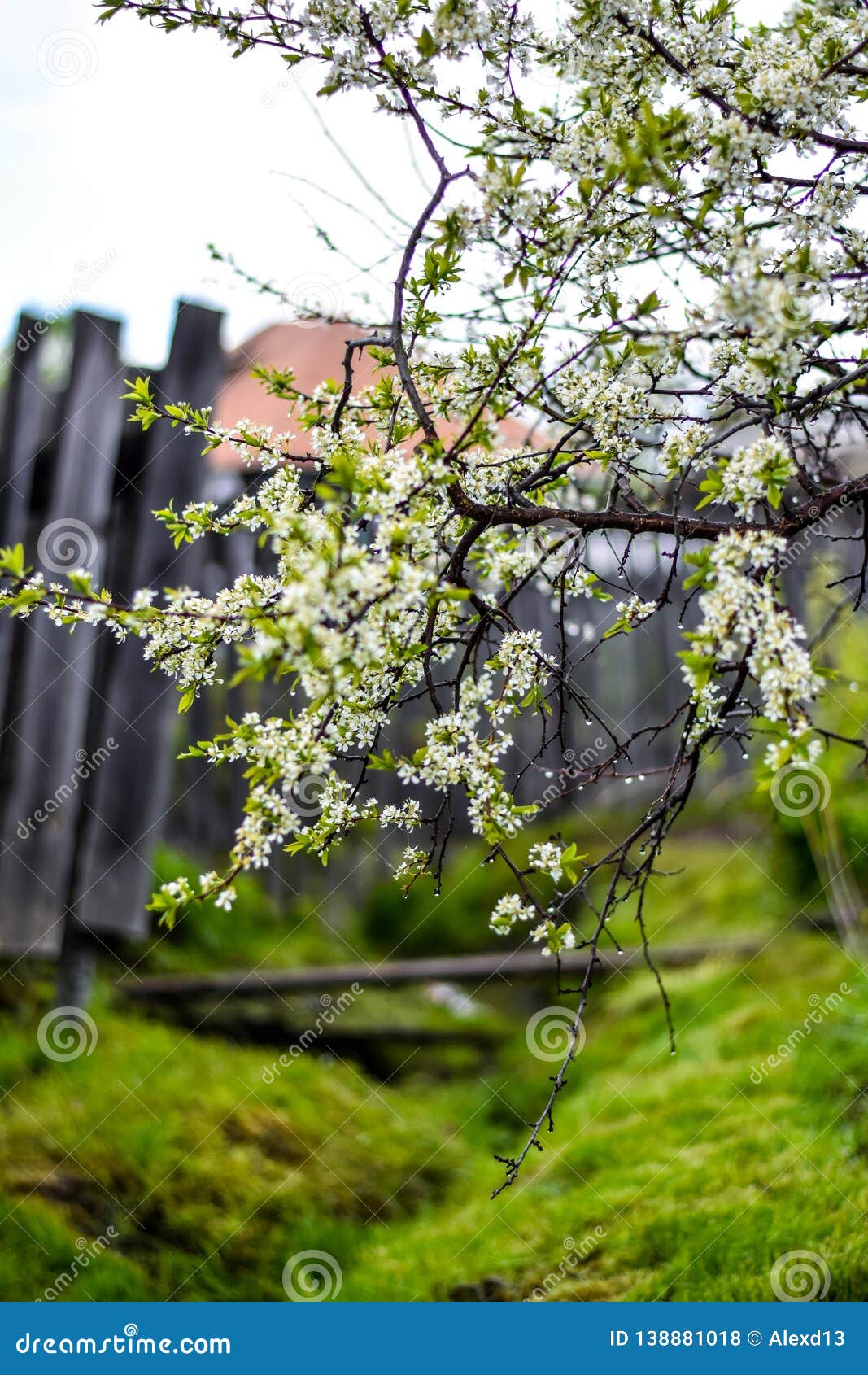 The Plum Tree Blooms in Late Summer Stock Photo - Image of blossom ...