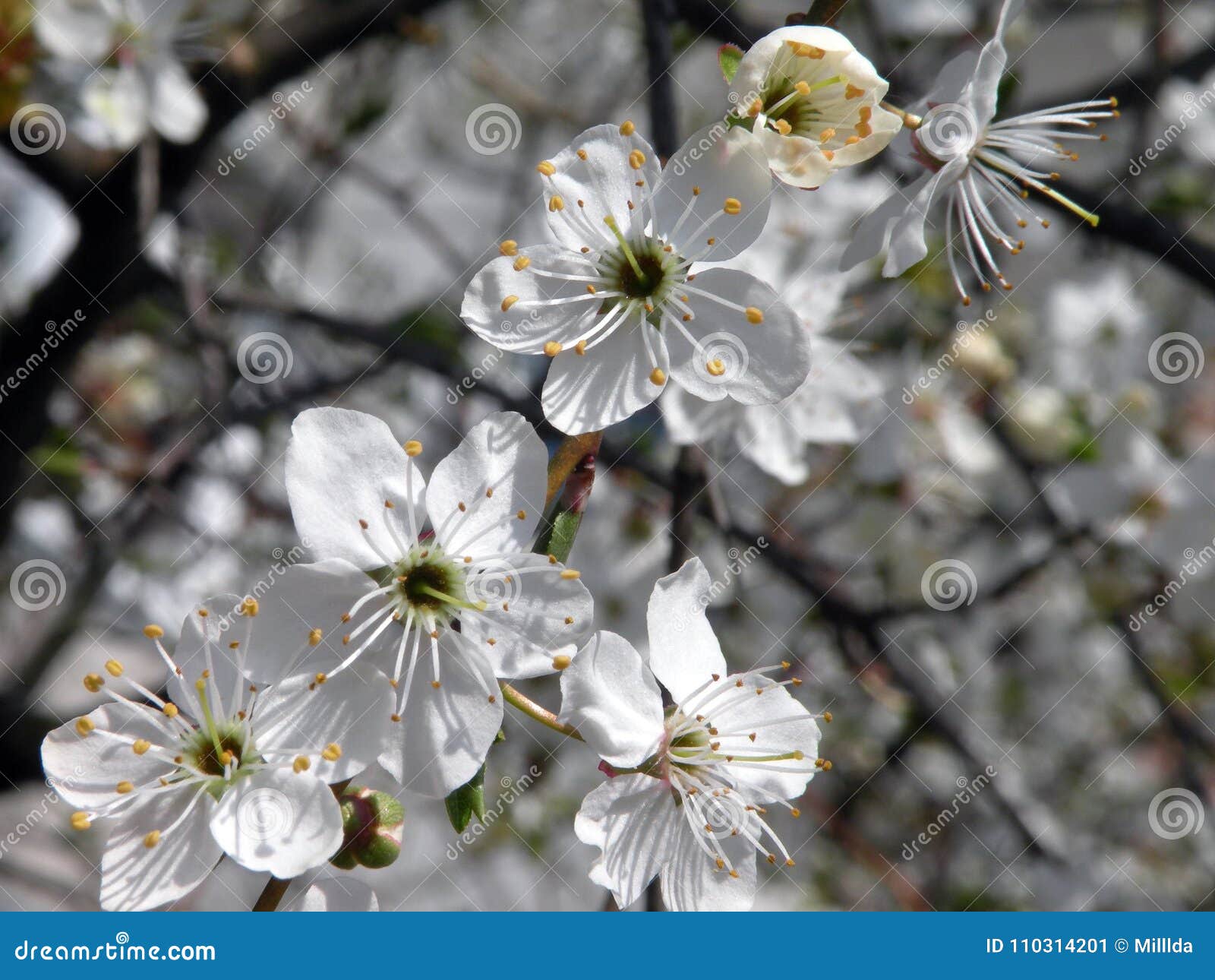 Plum Tree Blooms in Spring, Lithuania Stock Image - Image of closeup ...