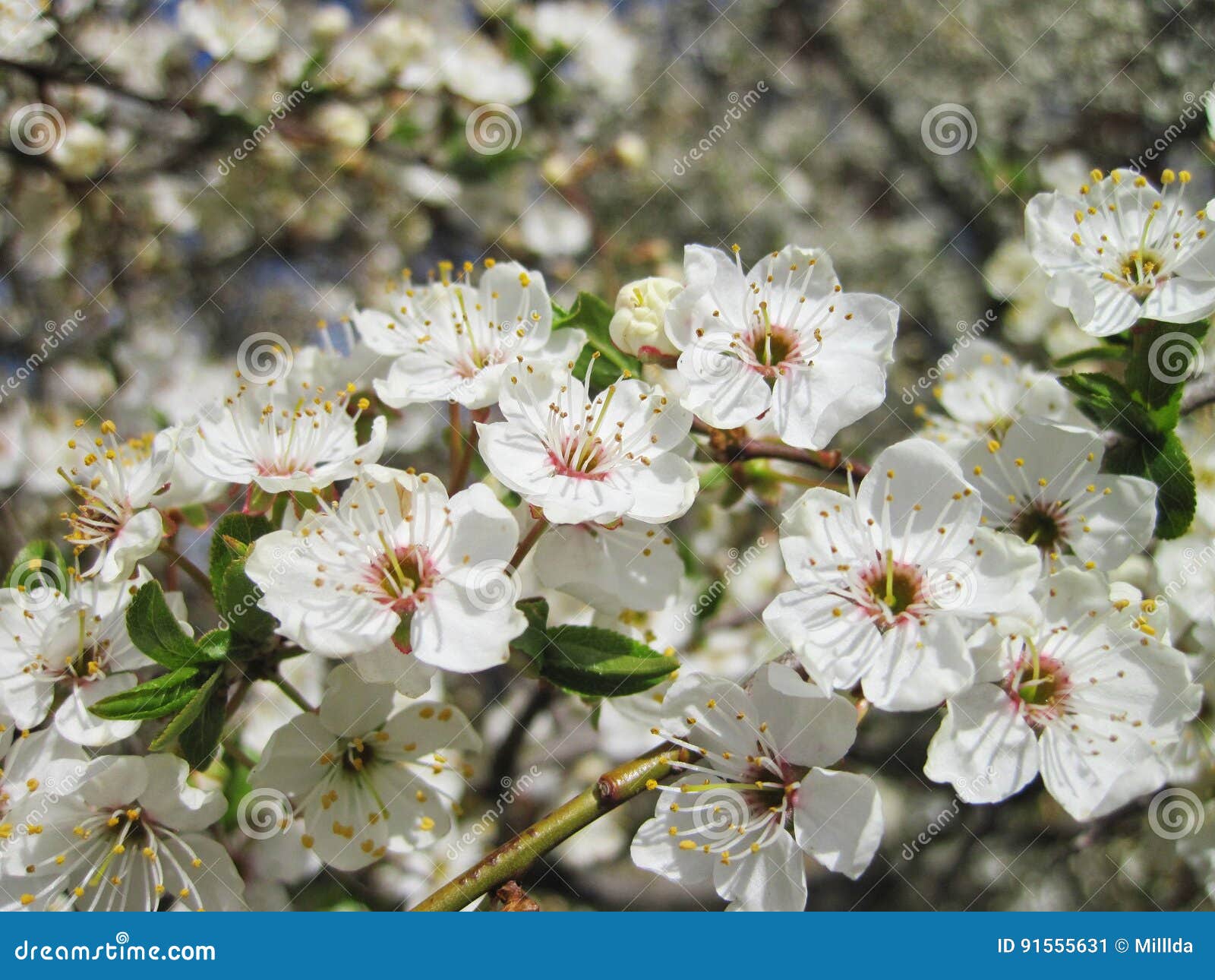Plum tree blooms stock image. Image of spring, plant - 91555631