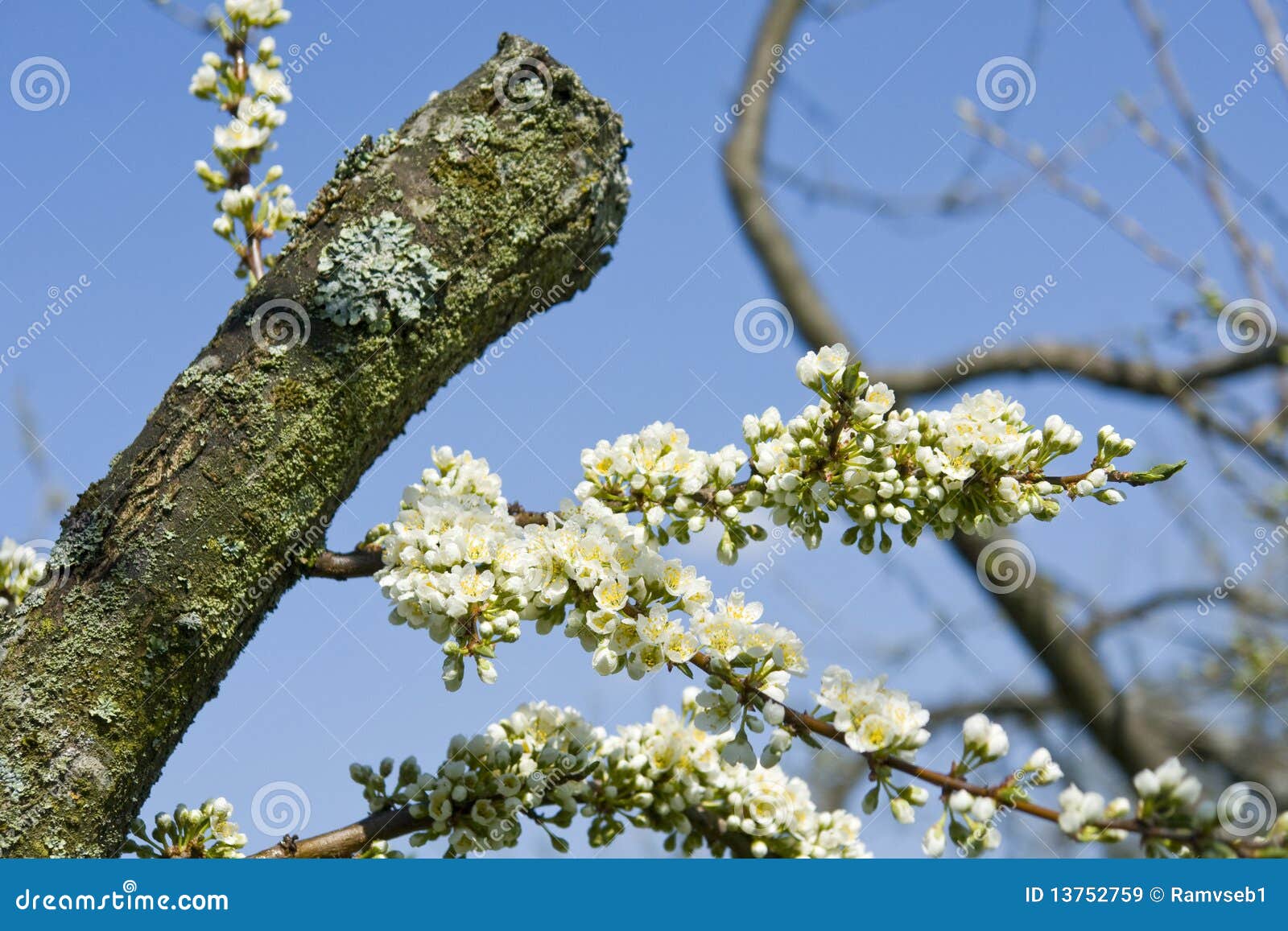 Plum Tree Blossom stock image. Image of colored, floral - 13752759