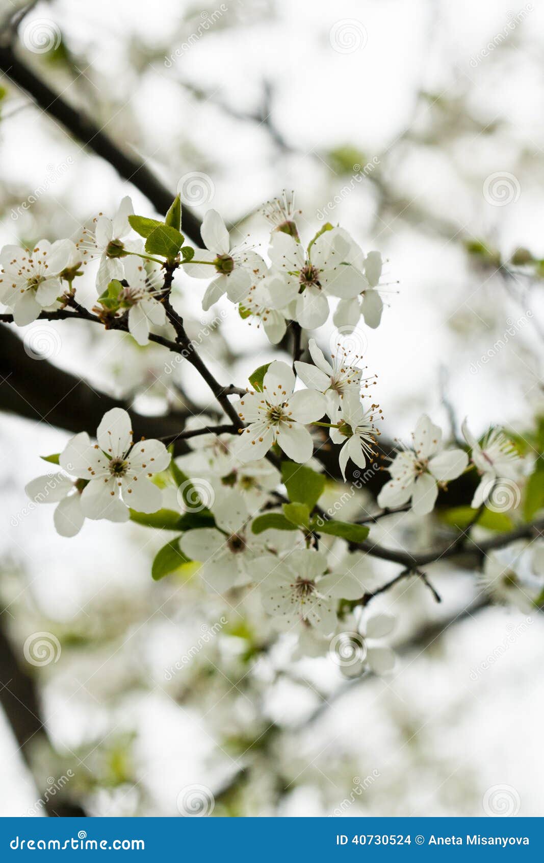 Plum tree blossoms. stock photo. Image of beautiful, blossoms - 40730524