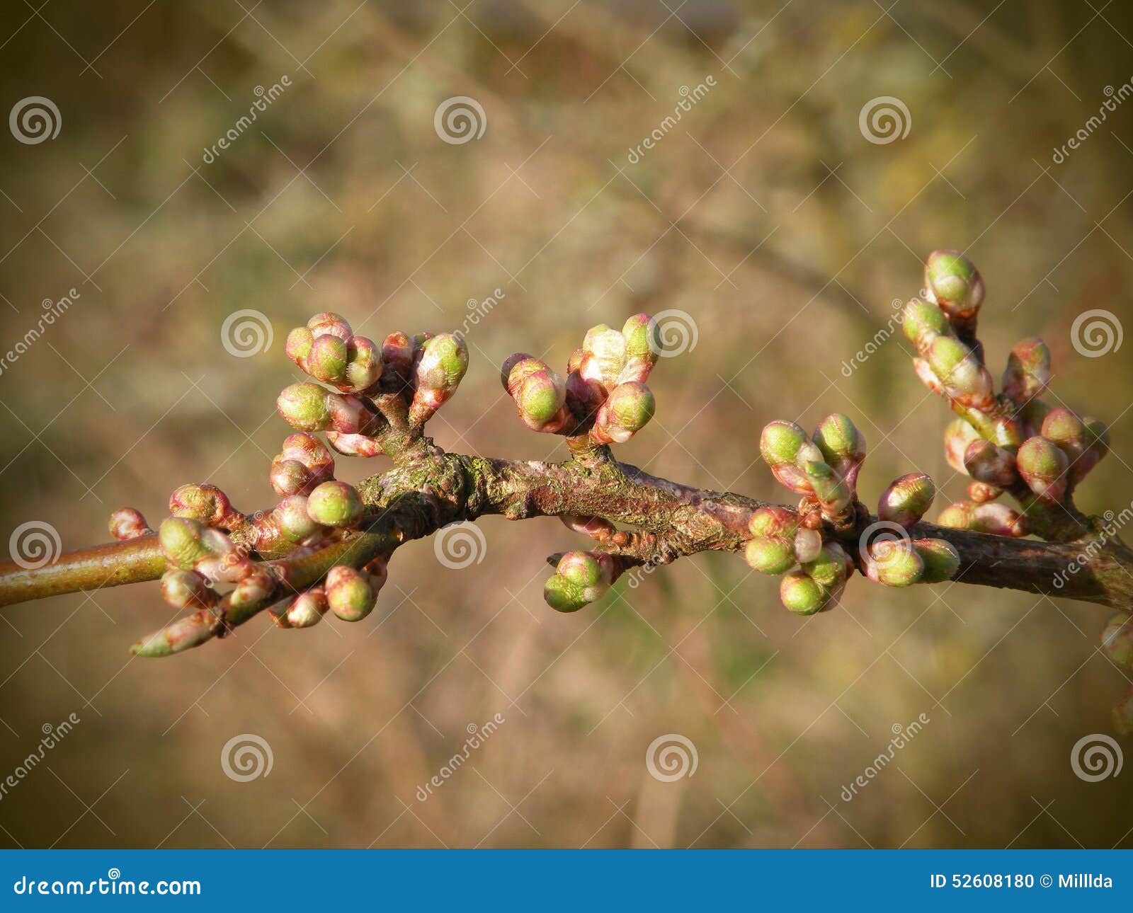 Plum Tree Buds before Blooming Stock Photo - Image of buds, brown: 52608180