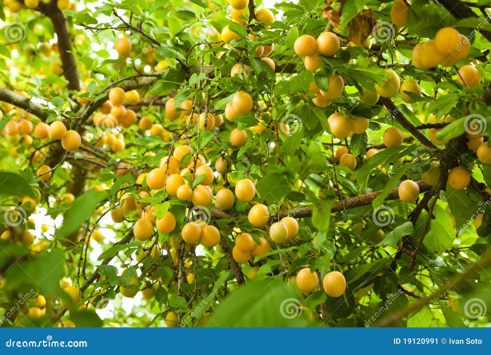 Plum-tree crowded stock image. Image of cider, juicy - 19120991