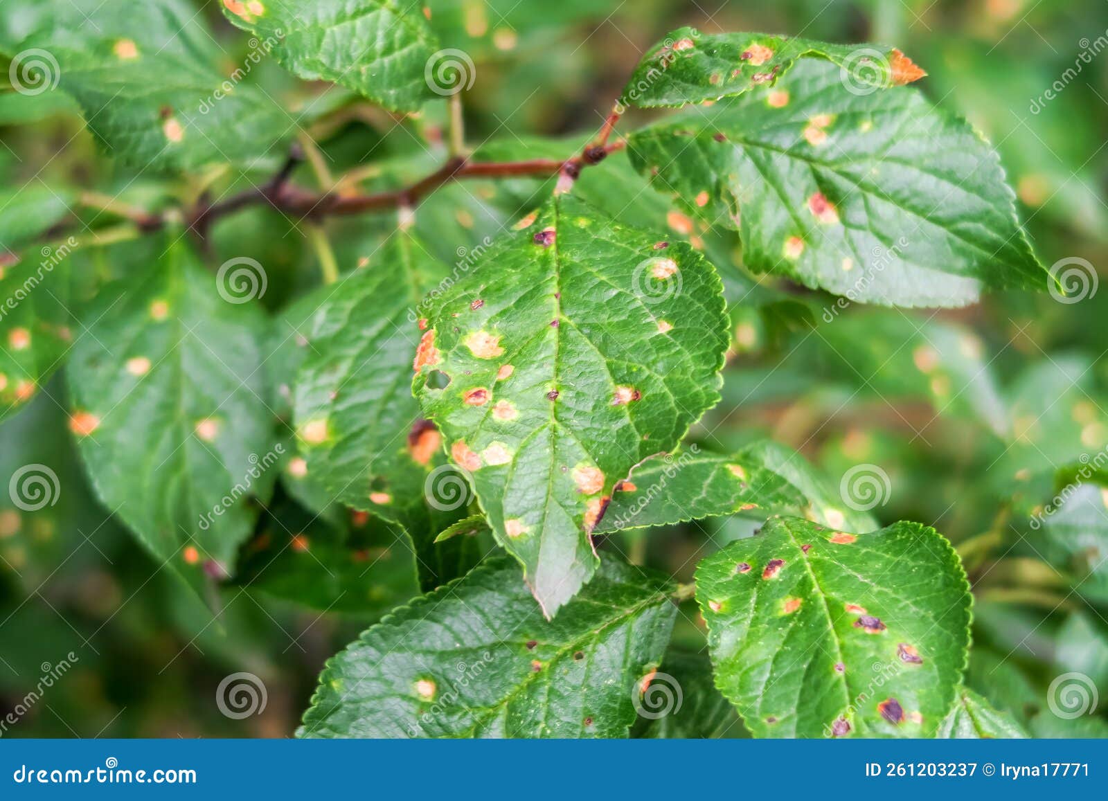 Plum Tree Disease Stock Image Image Of Plum Bacterial 261203237