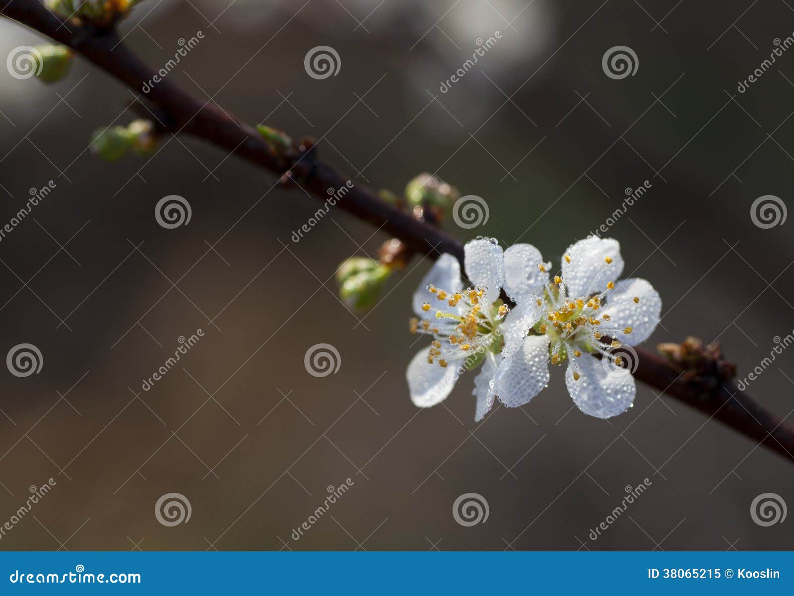 Plum tree flower stock image. Image of freshness, blooming - 38065215