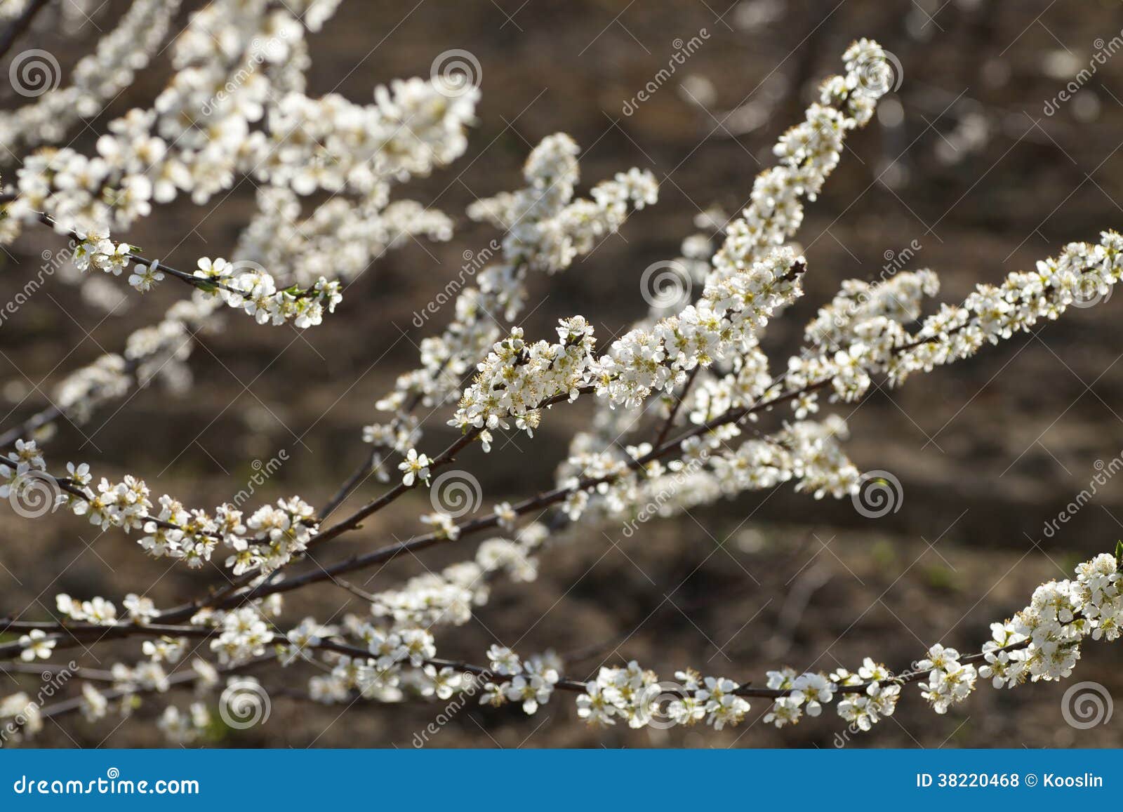 Plum tree flower stock photo. Image of tree, botany, garden - 38220468