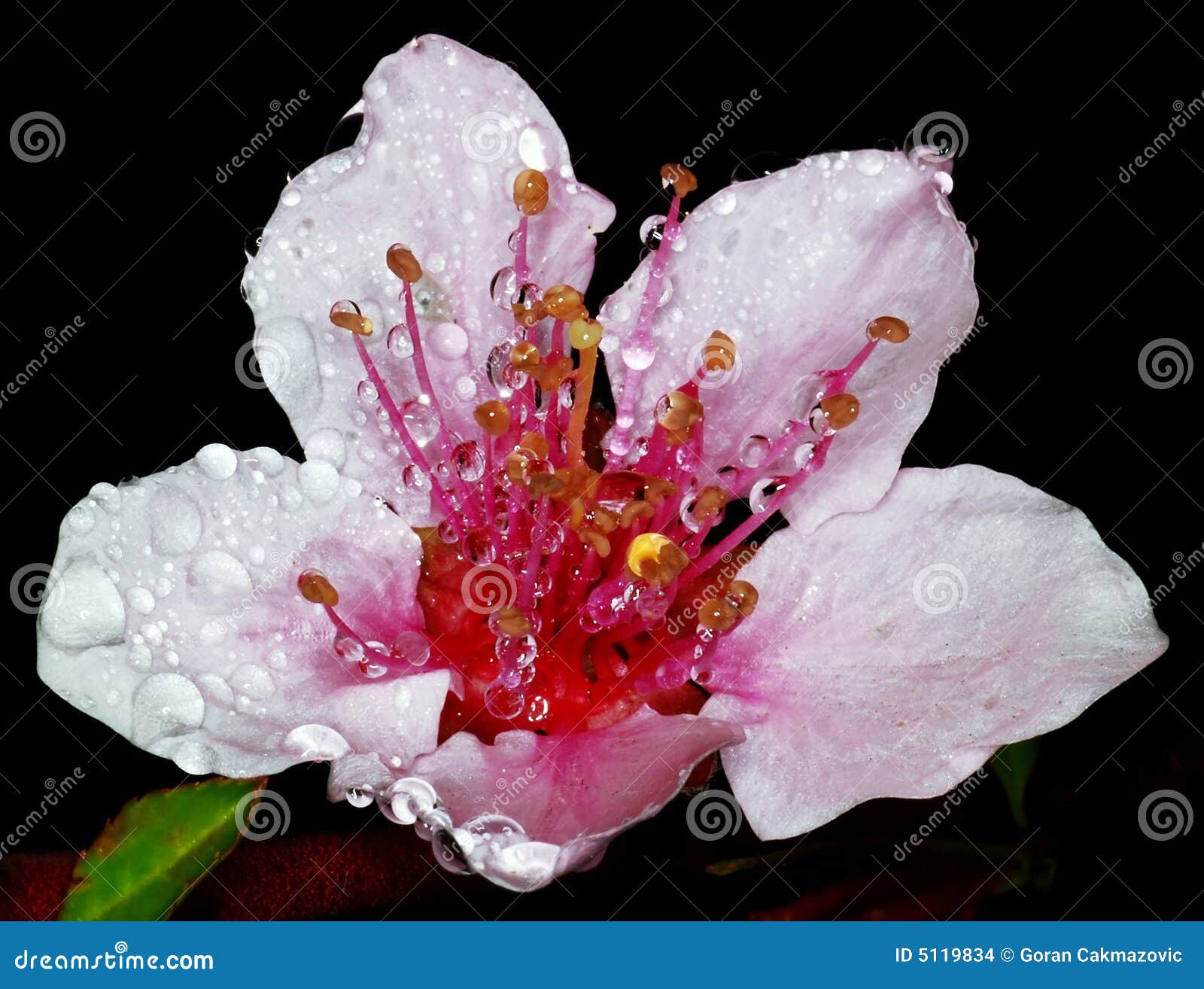 Plum tree flower stock photo. Image of cherry, meditation - 5119834