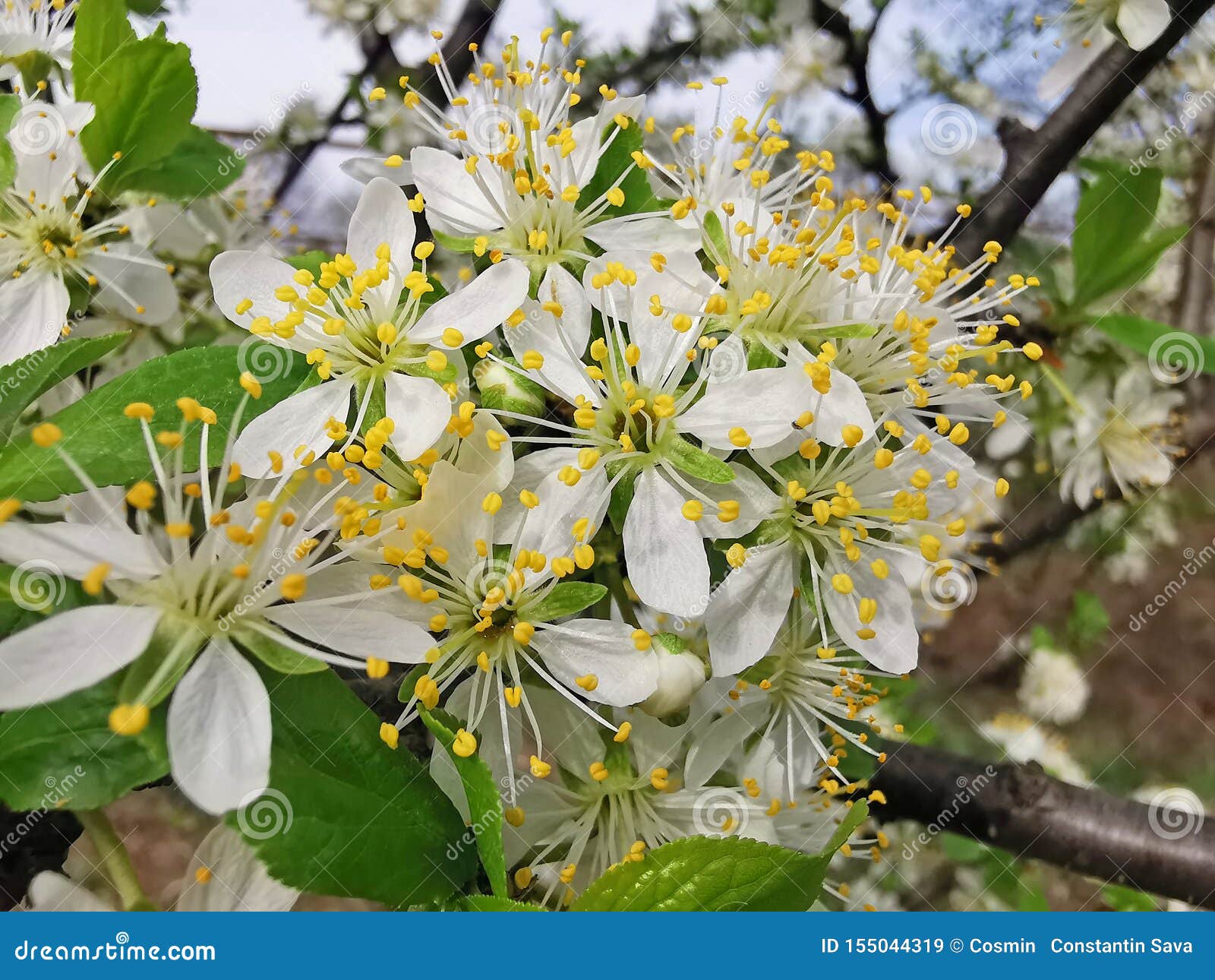 Plum Tree Flower Close Image Stock Image - Image of close, green: 155044319