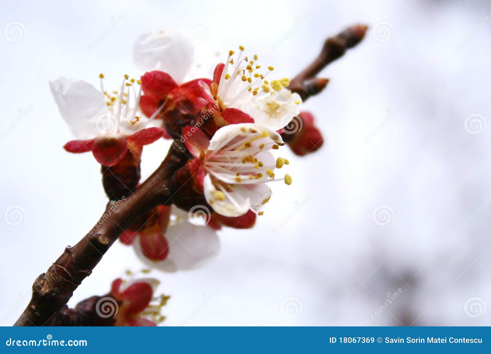 Plum tree flowers stock image. Image of fruit, freshness - 18067369