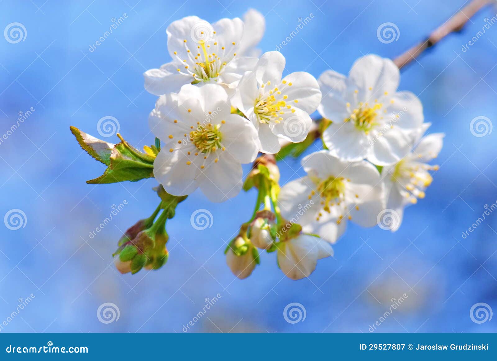 Plum tree flowers in bloom stock image. Image of flower - 29527807