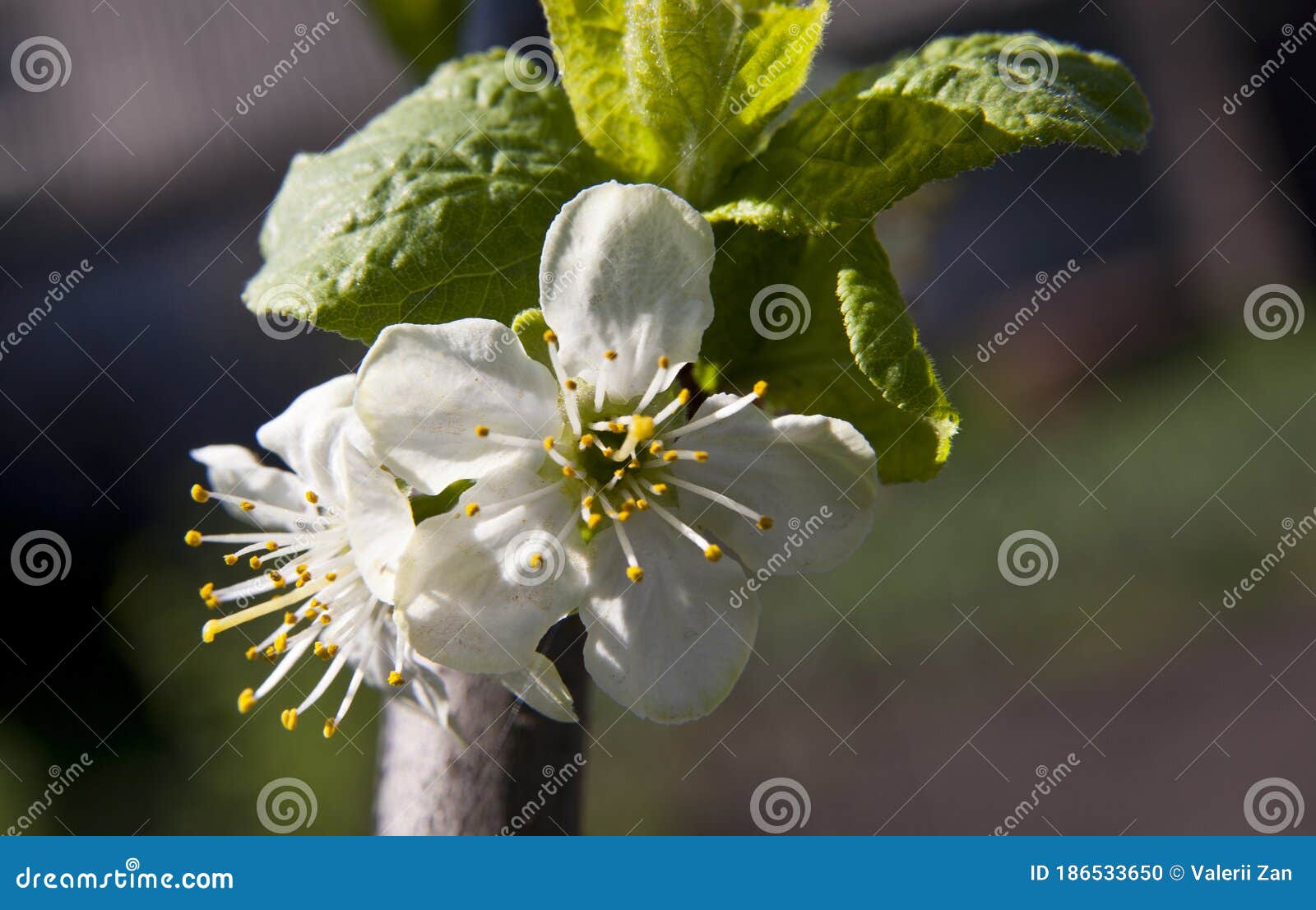 Plum Tree Flowers on a Branch Stock Photo - Image of freshness, blossom ...