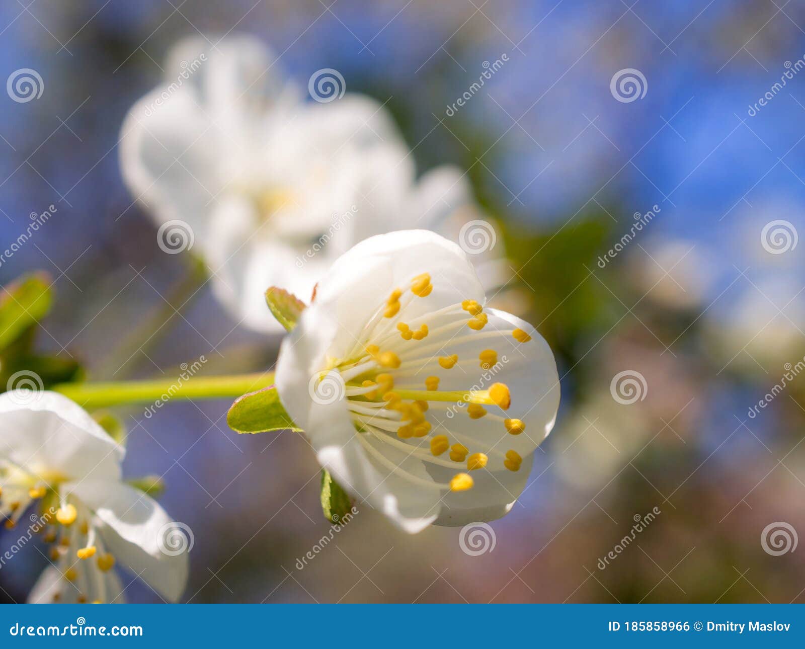 Plum tree flowers stock photo. Image of closeup, spring - 185858966