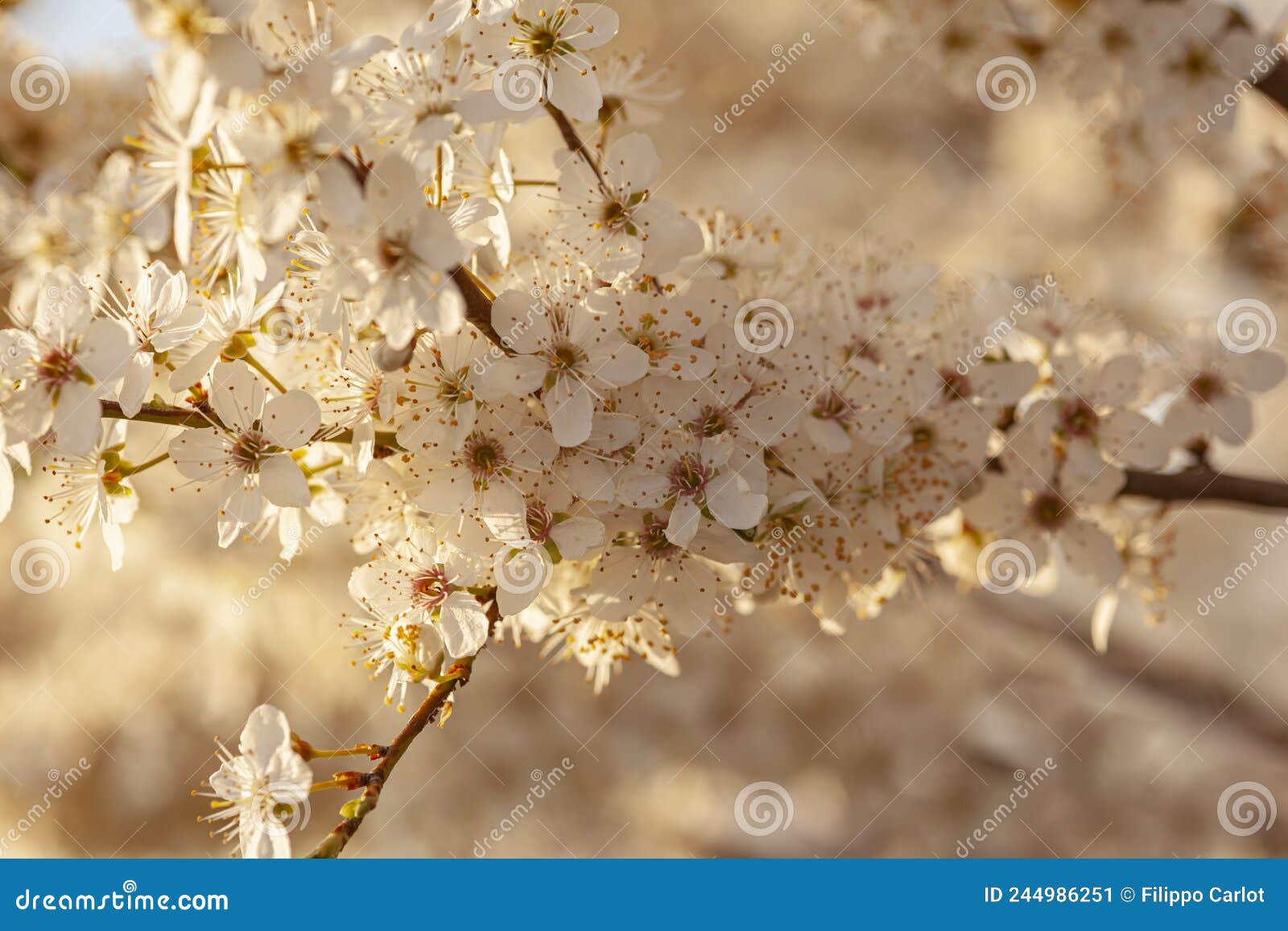 Plum tree flowers stock image. Image of background, light - 244986251