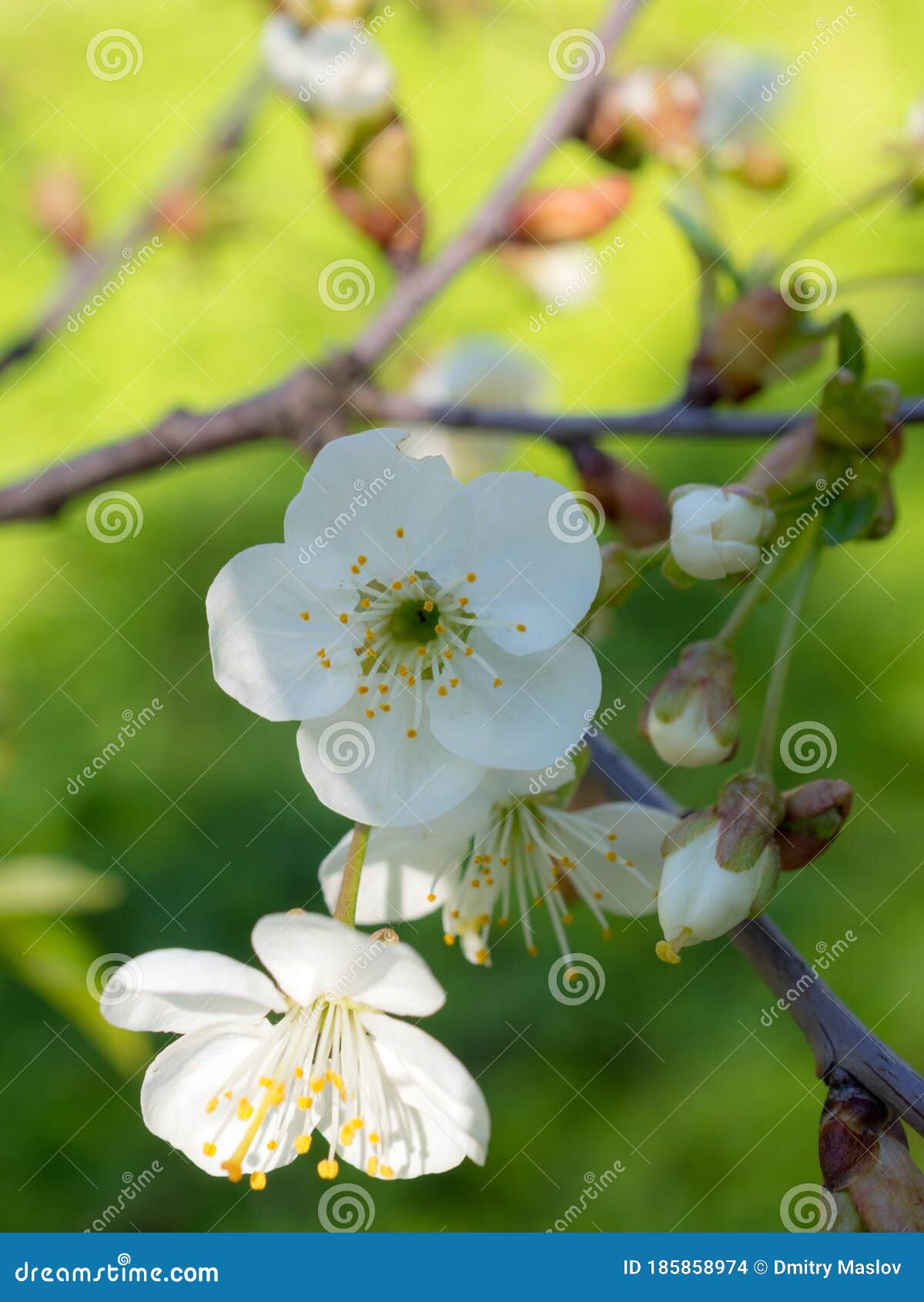 Plum Tree Flowers in Spring Stock Photo - Image of macro, plum: 185858974