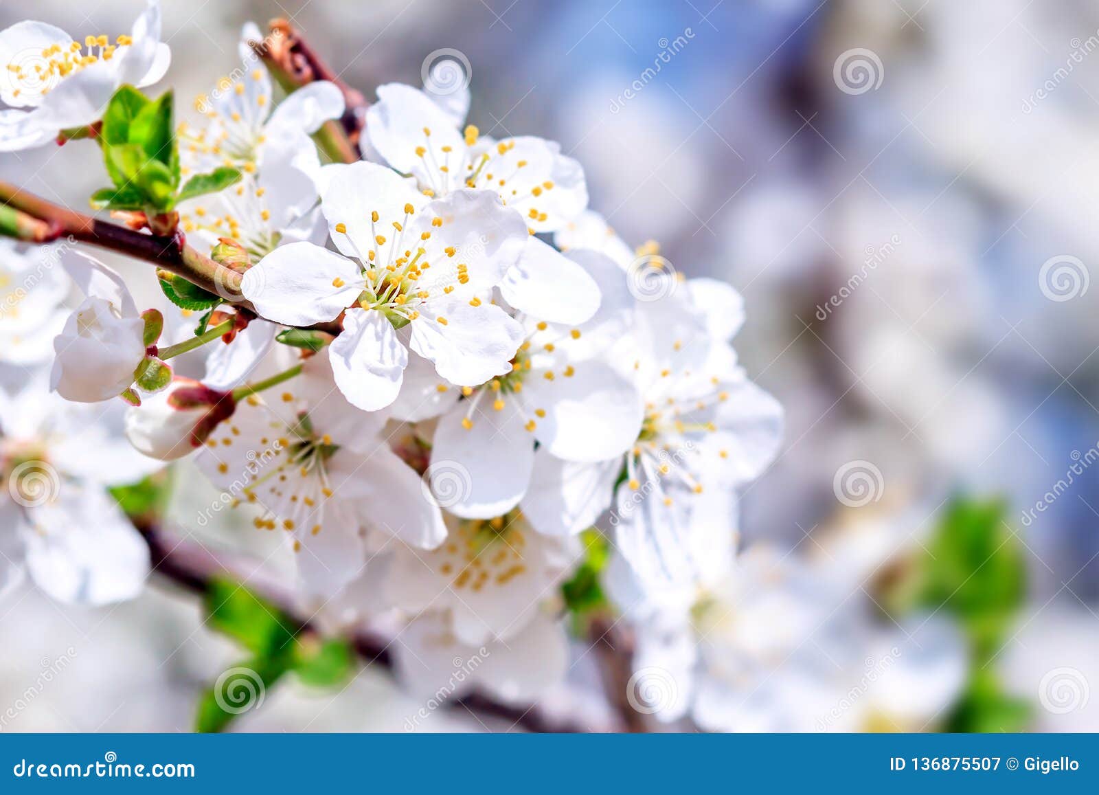 Plum tree flowers stock image. Image of closeup, fresh - 136875507