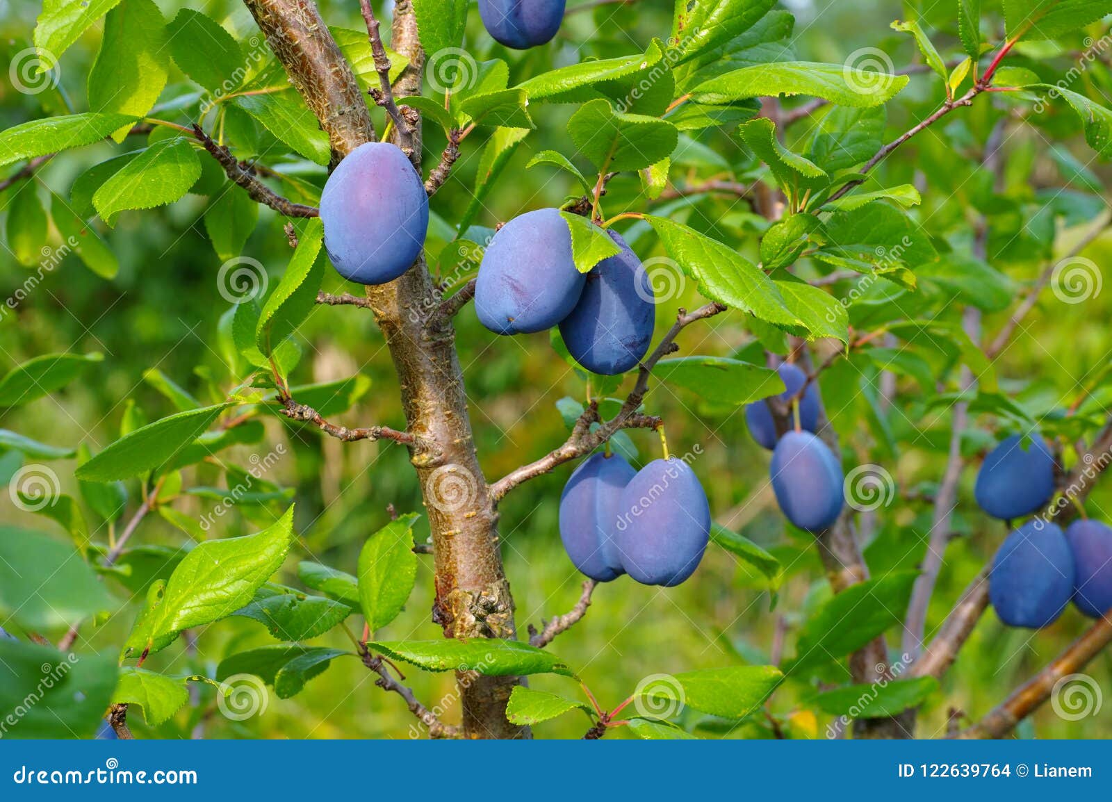 Plum Tree with Fruits in Fall Stock Photo - Image of garden, ripe ...