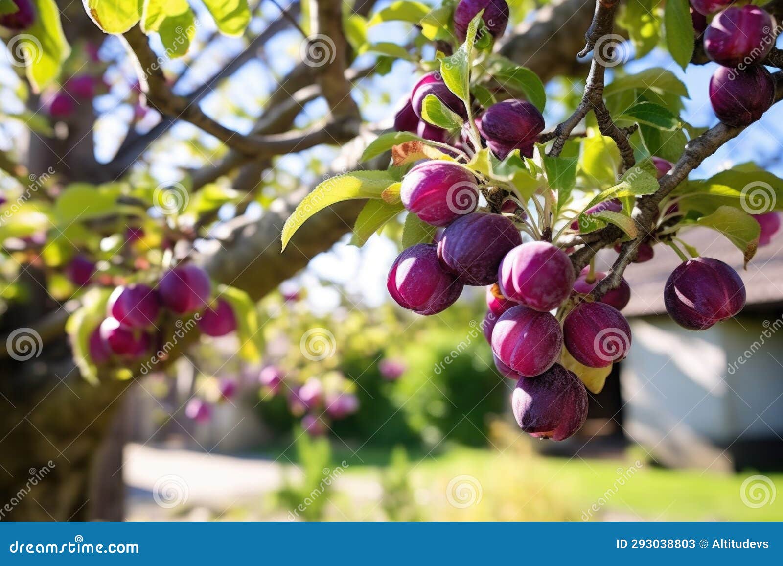 A Plum Tree with Fully Bloomed Purple Plums Glowing in Sunlight Stock ...
