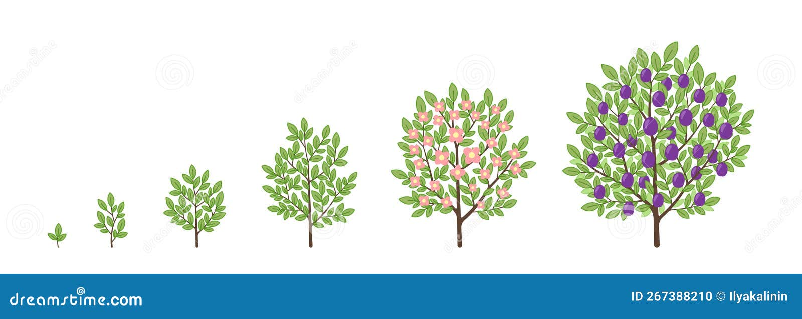 Plum Tree Growth Stages. Fruit Tree Life Cycle. Vector Infographic ...