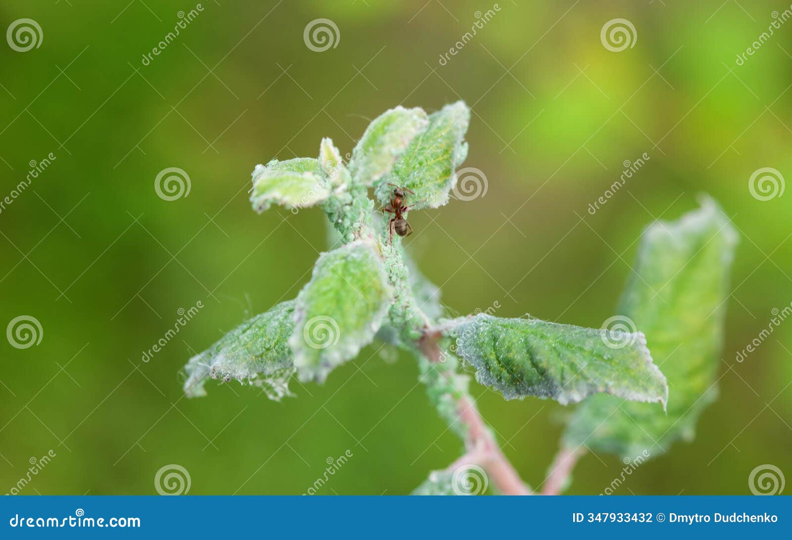 Plum Tree Infested With Spider Baptism And Aphids In The Garden.The Use ...