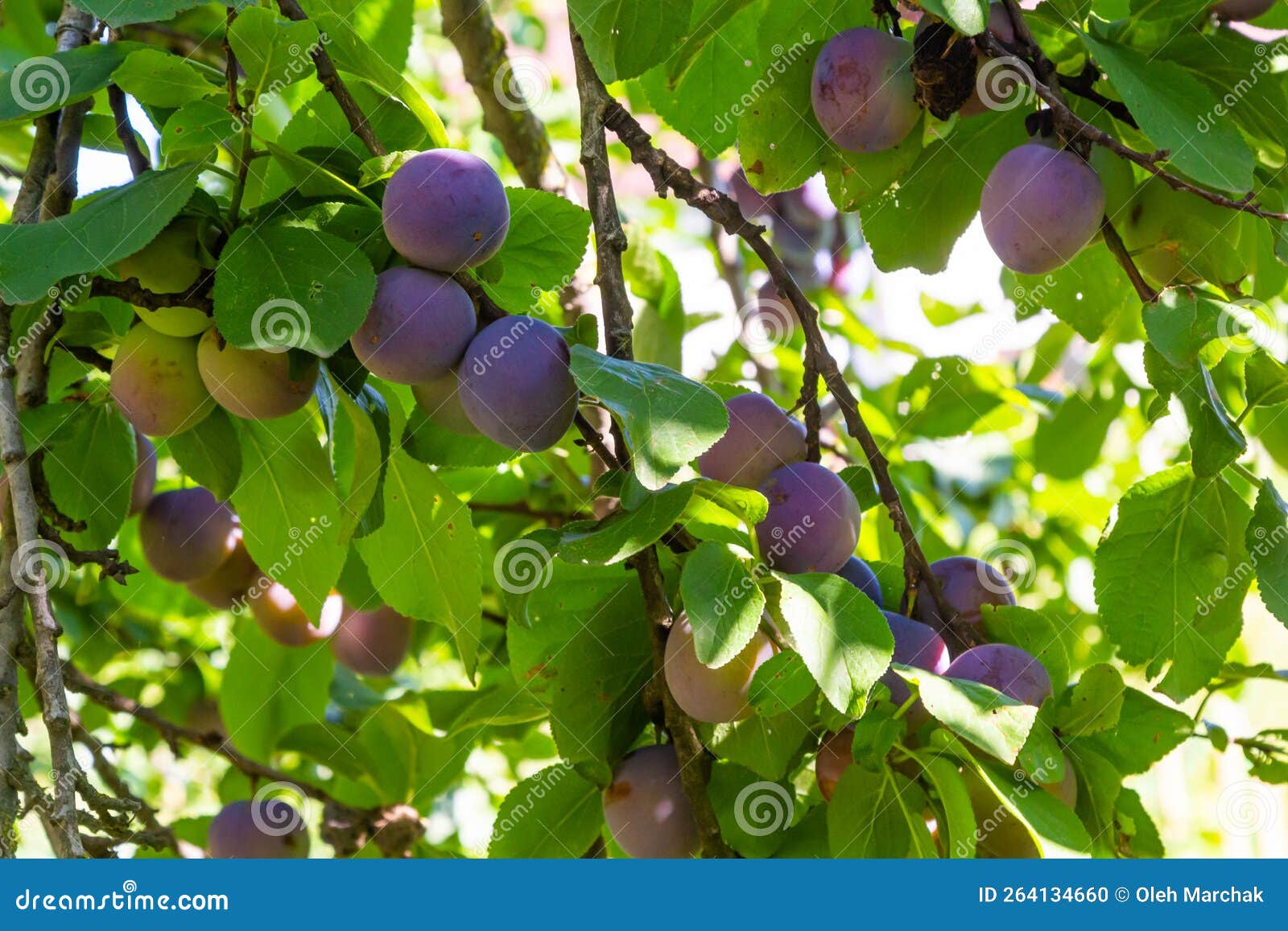 Plum Tree with Juicy Fruits on Sunset Light Stock Photo - Image of ...