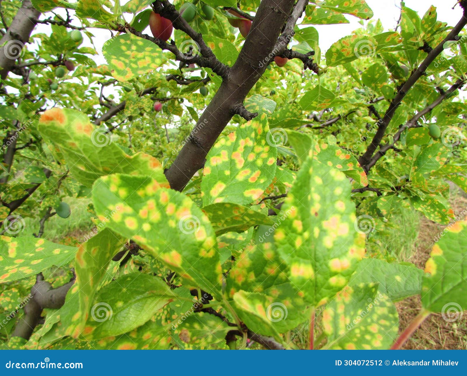 Plum Three Affected by Polystigma Fulvum or Polystigma Rubrum Stock ...