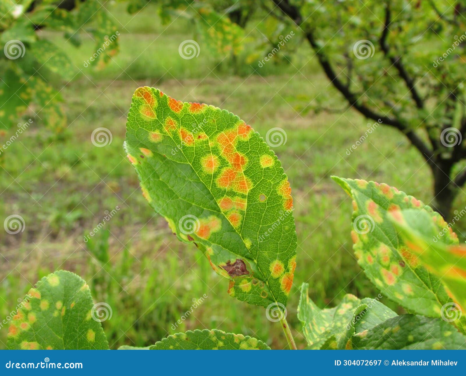 Plum Three Affected by Polystigma Fulvum or Polystigma Rubrum Stock ...