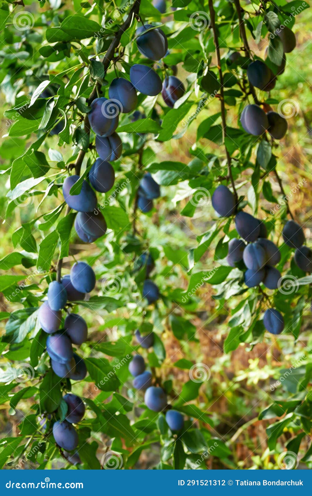 Plum Tree with Ripening Plums Stock Photo - Image of crop, outdoors ...