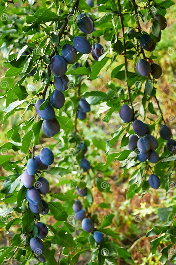 Plum Tree with Ripening Plums Stock Photo - Image of crop, outdoors ...