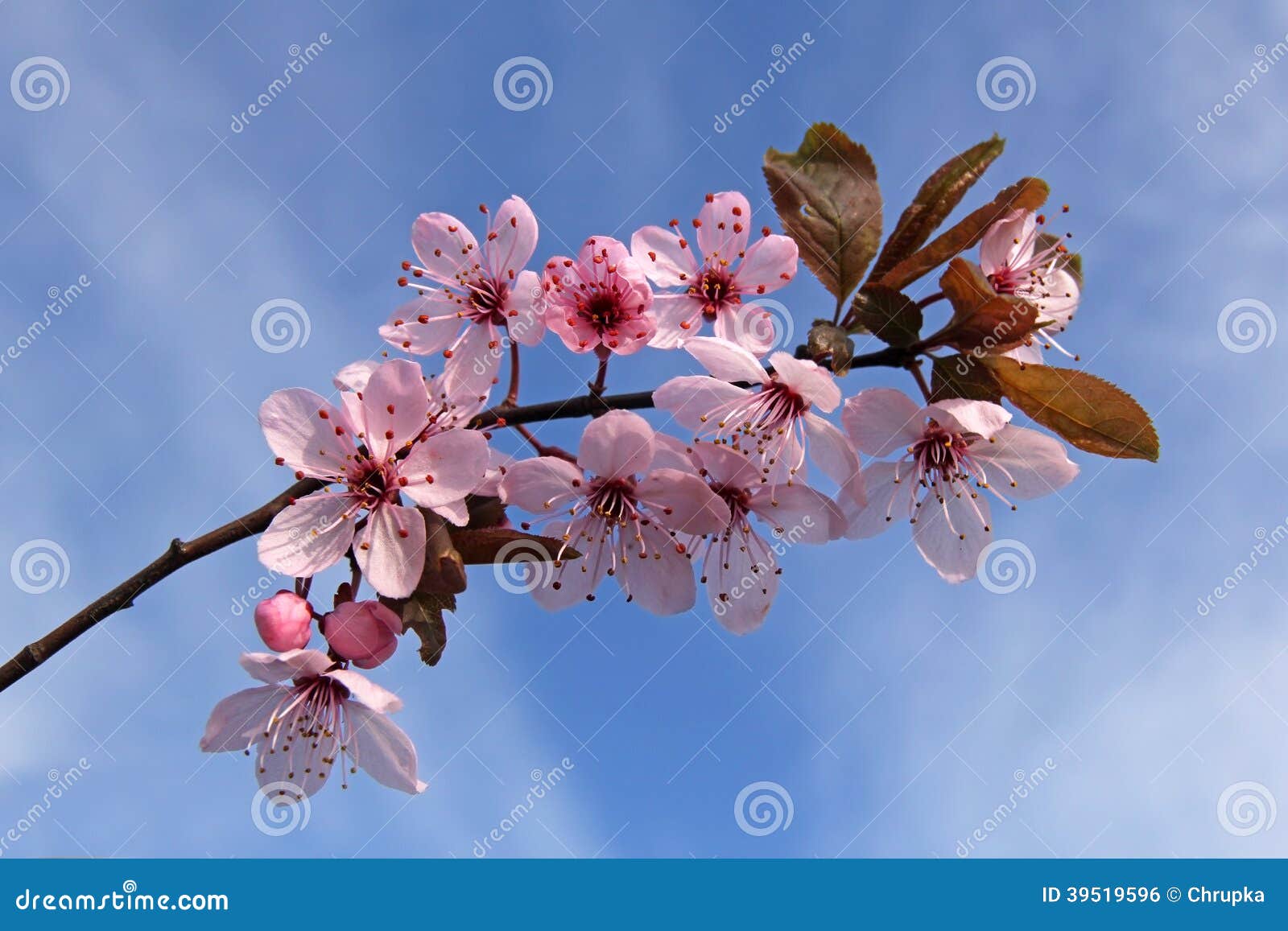 Plum tree spring flowers stock photo. Image of leaves - 39519596