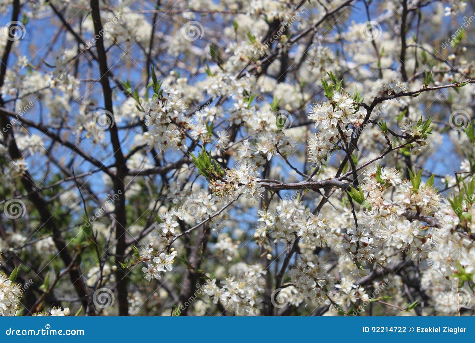 Plum Tree in Springtime Blossom with White Flowers Stock Photo - Image ...