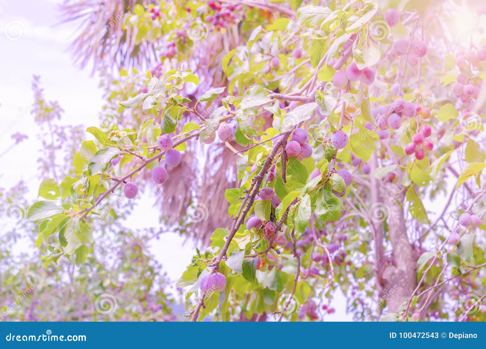 Plum Tree in Sunlight, Summer Day Stock Image - Image of grow ...