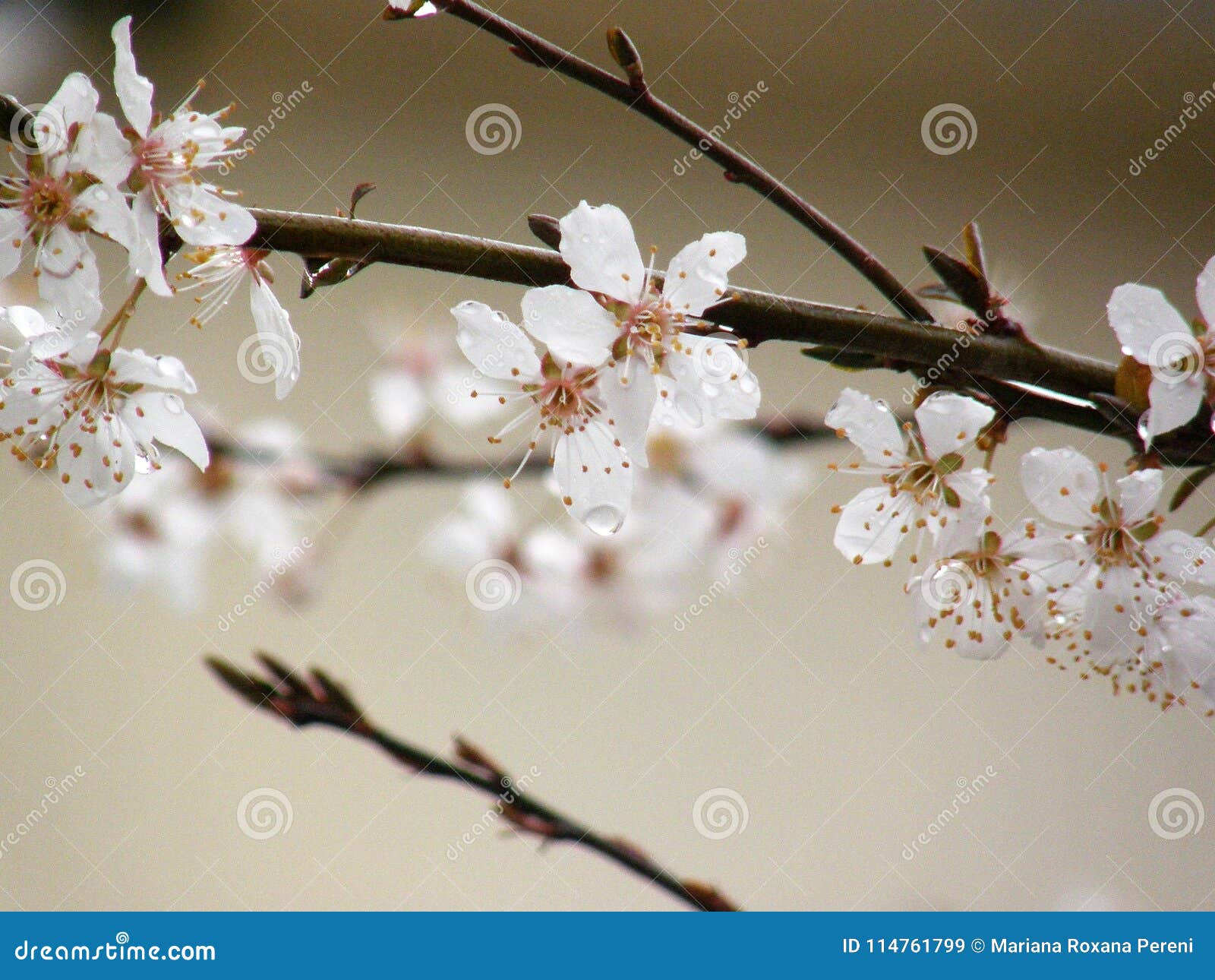 Plum Tree White Flowers Blossom Stock Image - Image of tree, gardens ...
