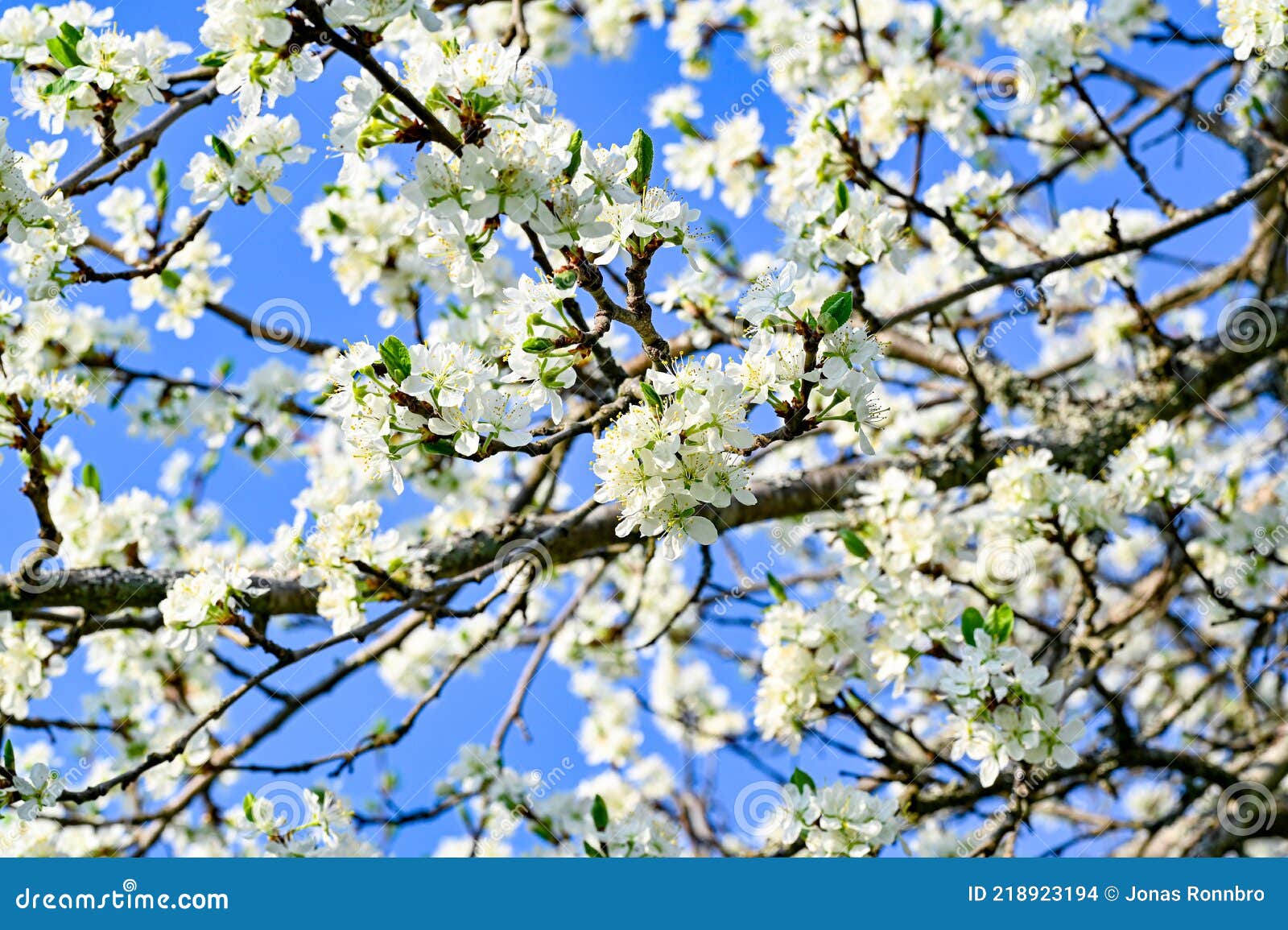 Plum Tree with White Flowers in May Stock Photo - Image of scandinavia ...