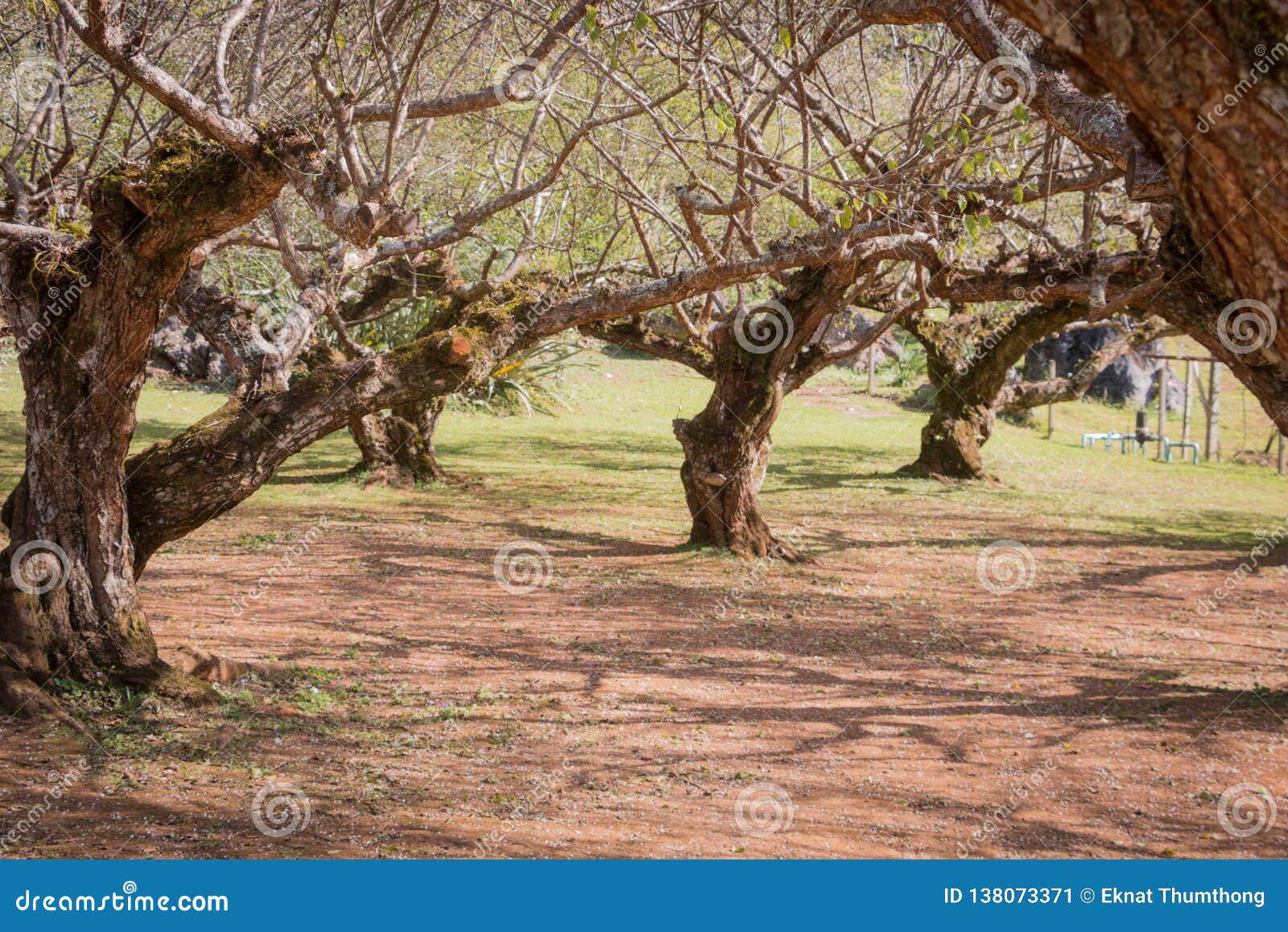 Plum tree in winter stock image. Image of japanese, asian - 138073371