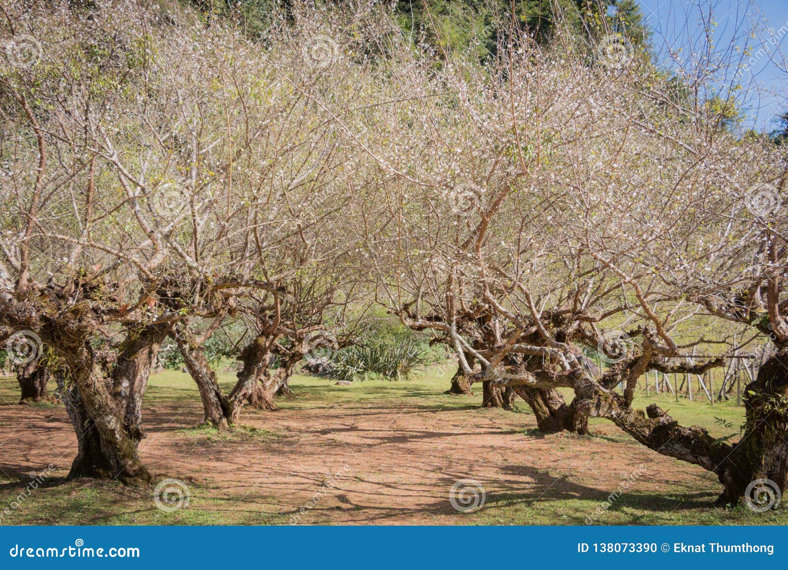 Plum tree in winter stock photo. Image of pink, blooming - 138073390