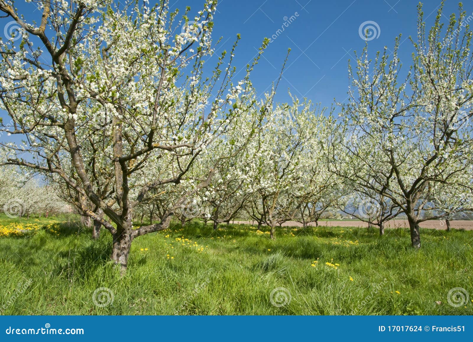 Plum trees stock photo. Image of landscape, fresh, seasonal - 17017624
