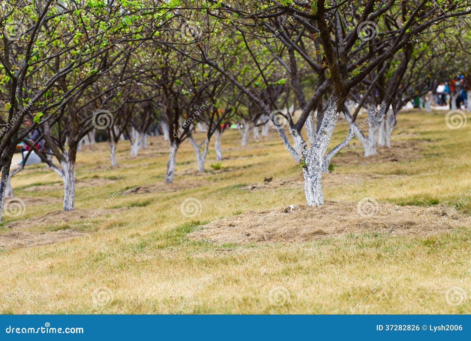 Plum trees stock photo. Image of flower, blossom, tree - 37282826