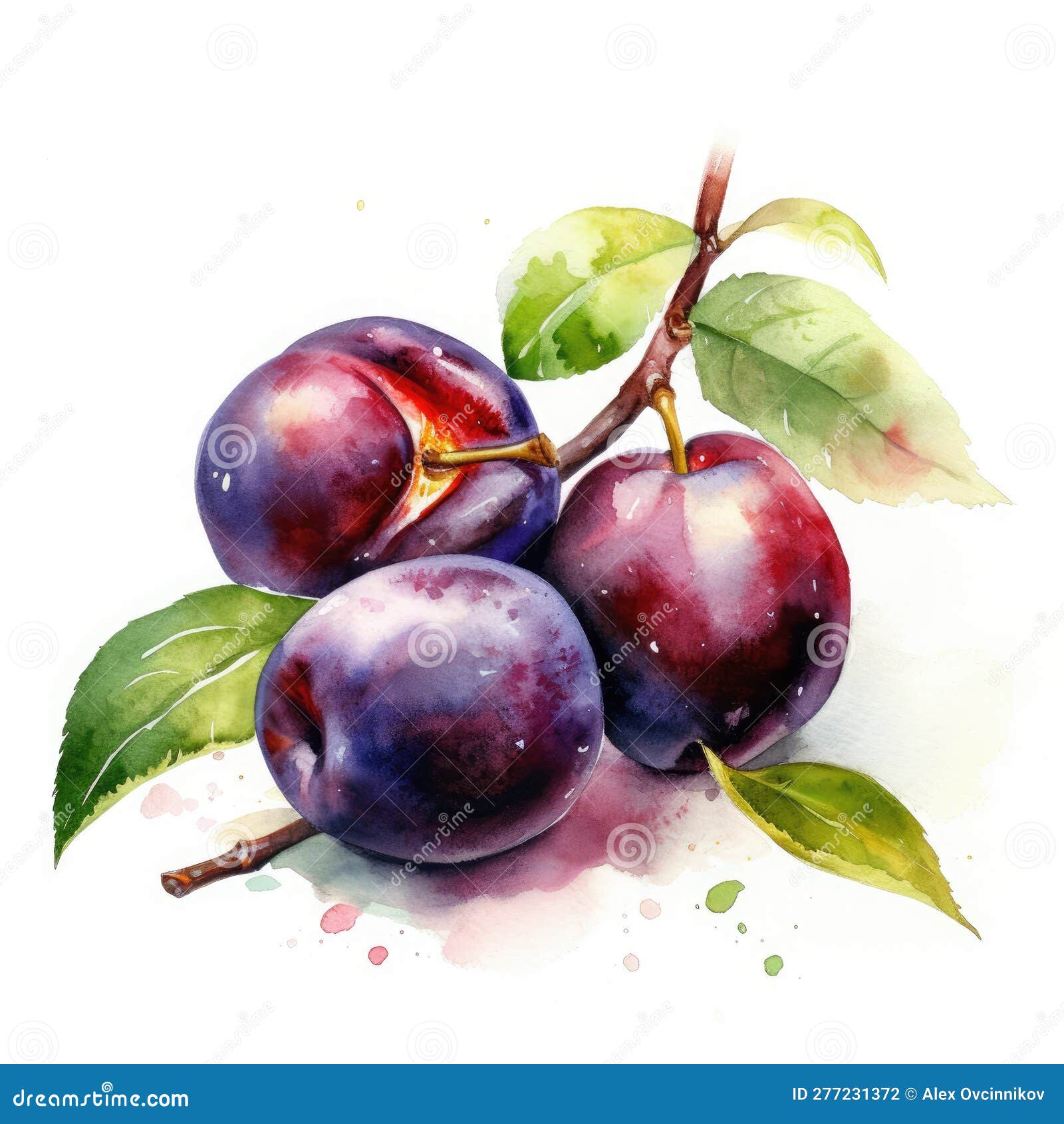 Plum Watercolor on White Background for Invitations and Posters. Stock ...
