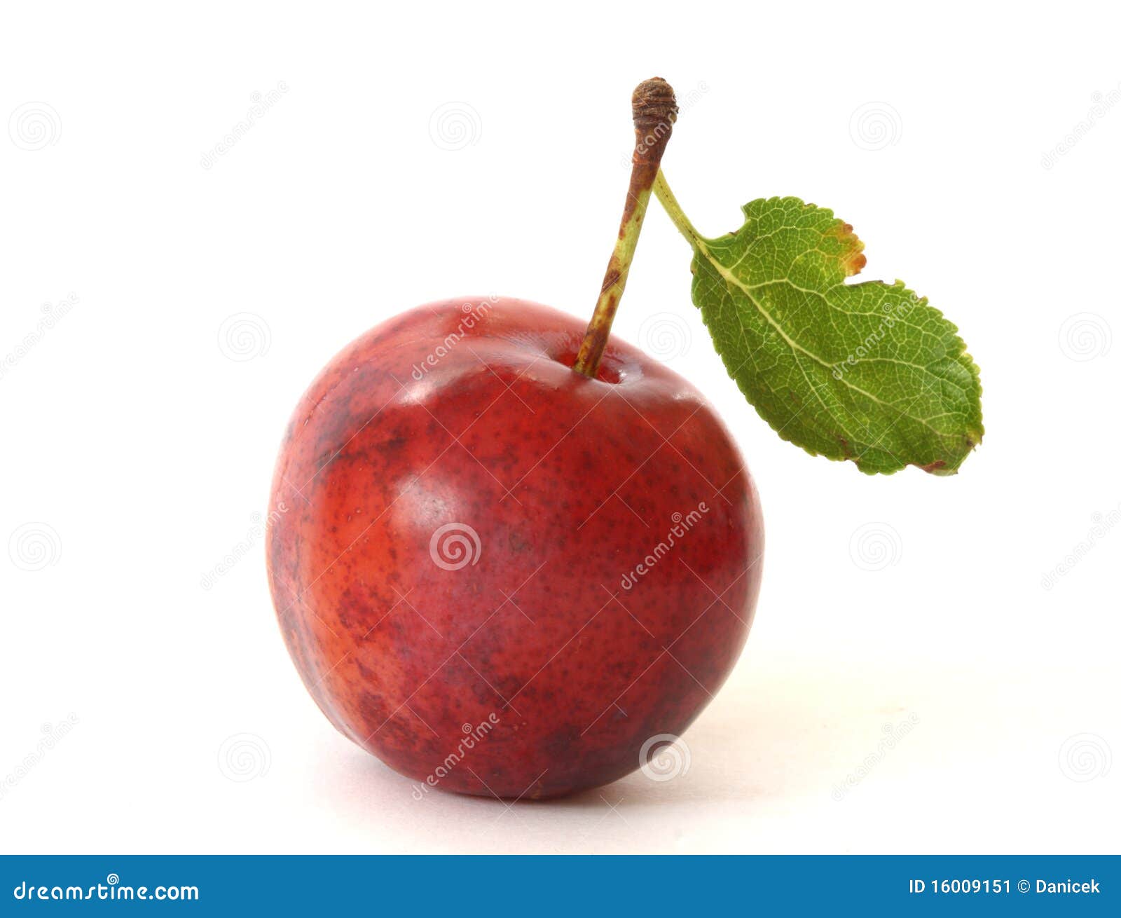 Plum on white background stock image. Image of ripe, plums - 16009151